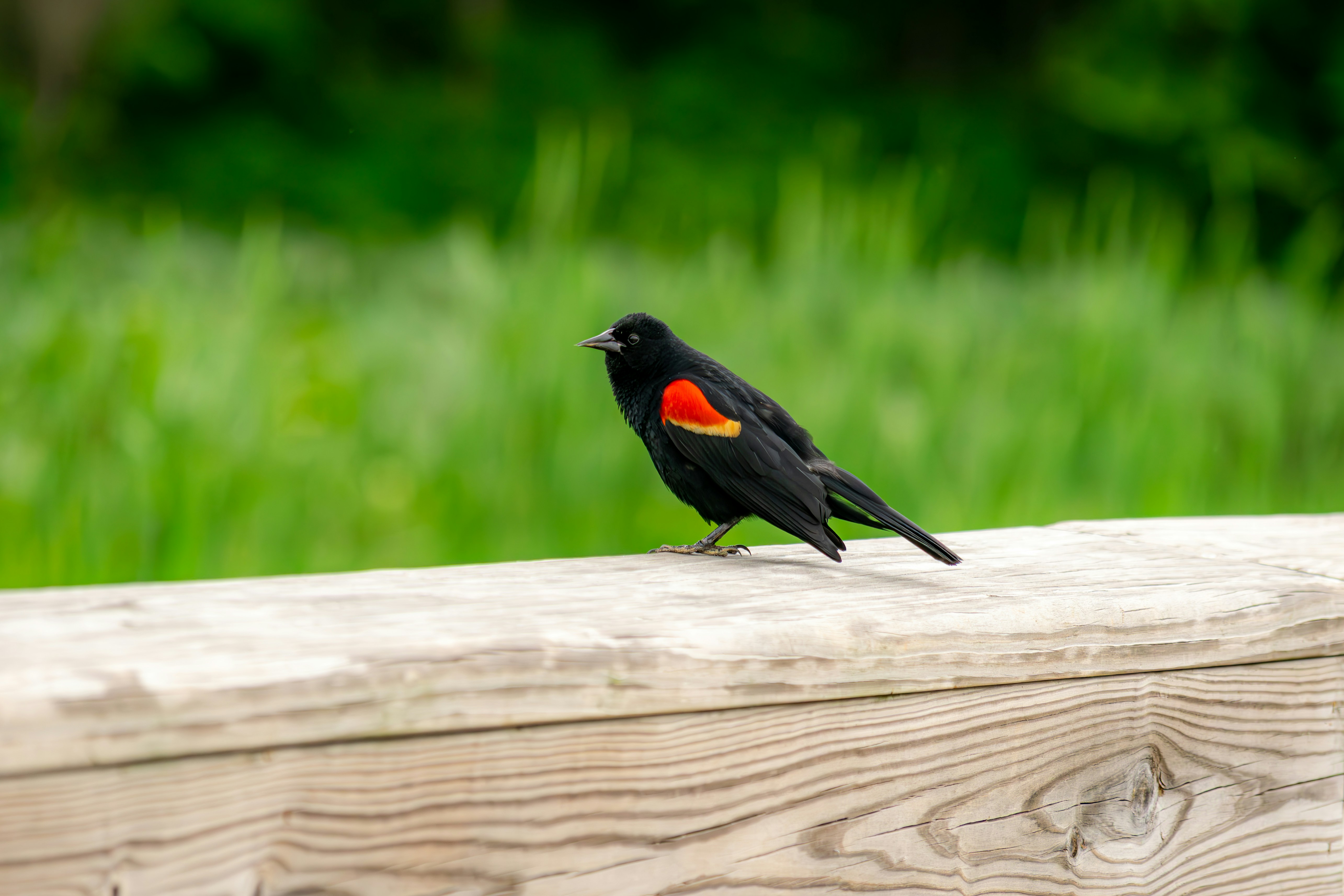 Crimson-shouldered Crow on Weathered Rail
