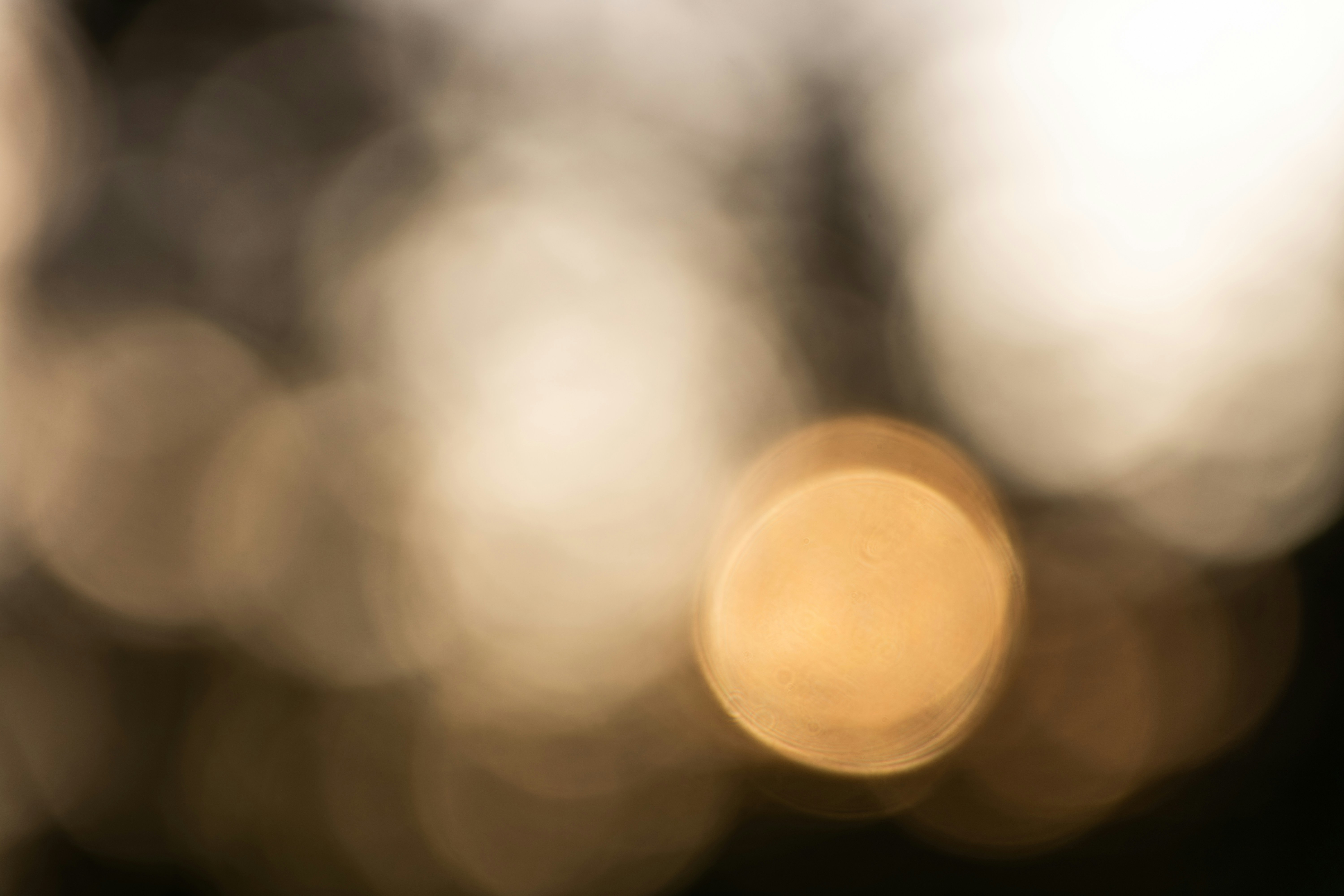 Golden Orbs in a Quiet Bokeh Field