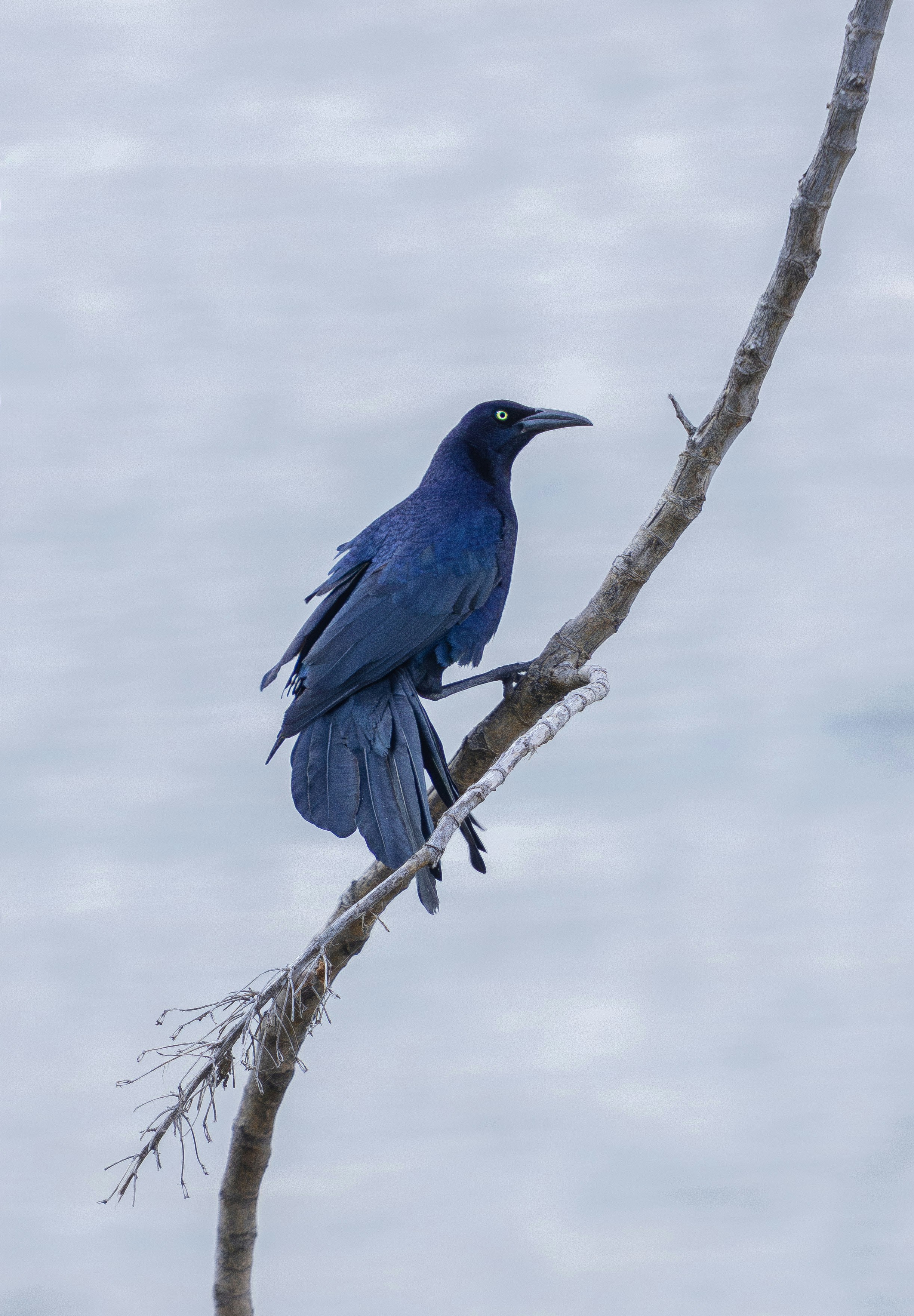 Azure Crown on a Gnarled Branch