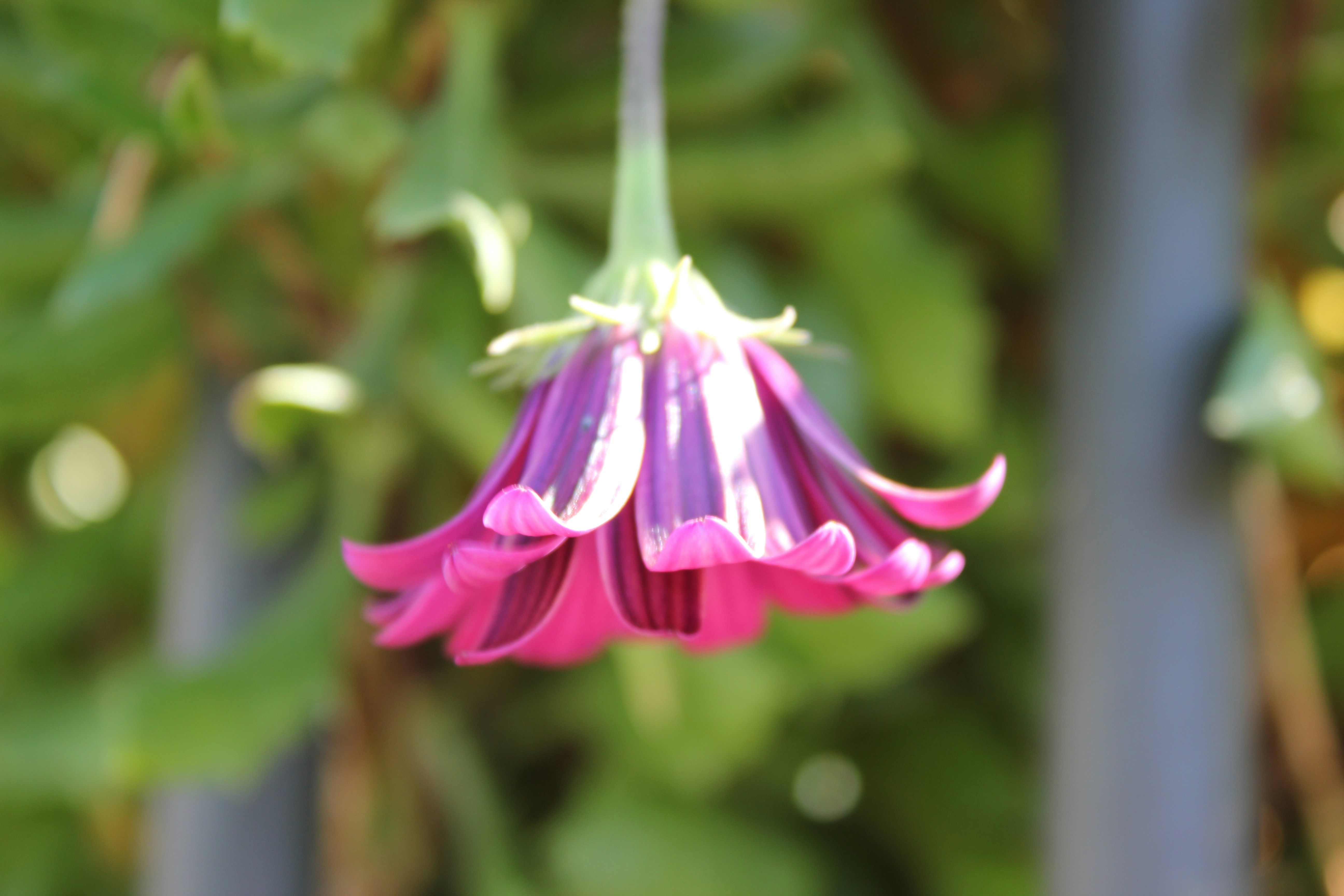 Hanging Pendant Bloom: A Magenta-Fuchsia Petal in Soft Focus