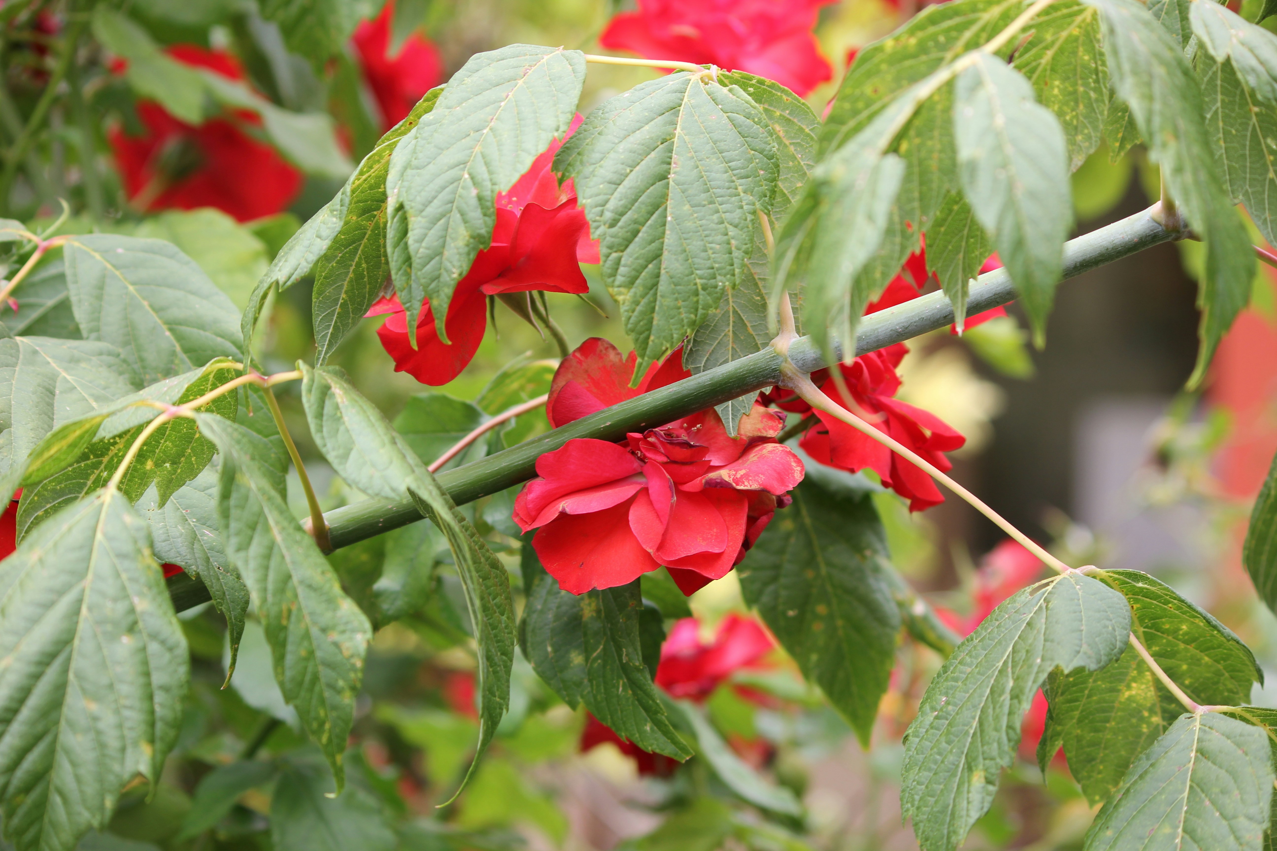 Crimson Blooms Amid Green Veins