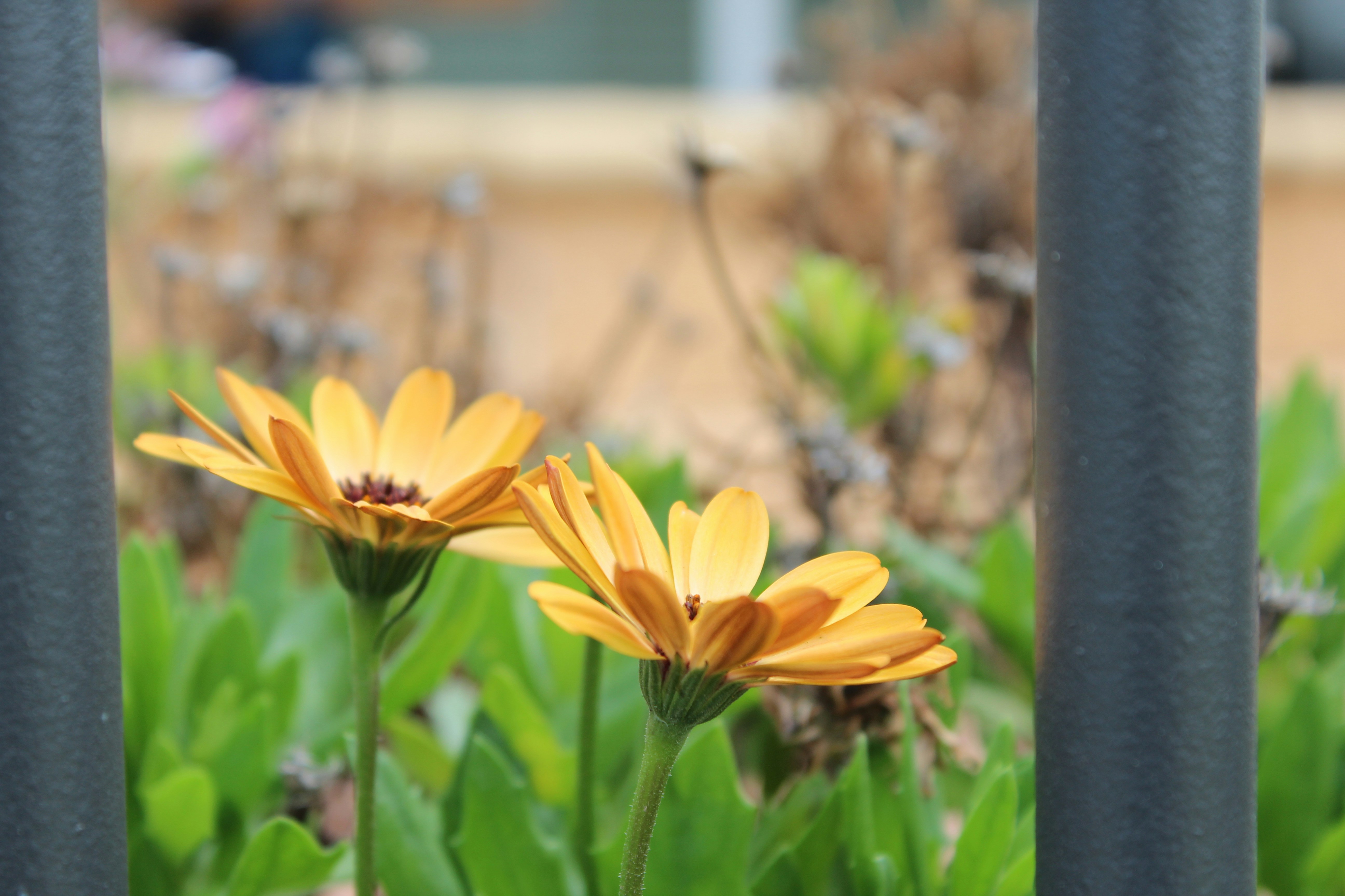 Sunlit Zinnias Between Iron Bars