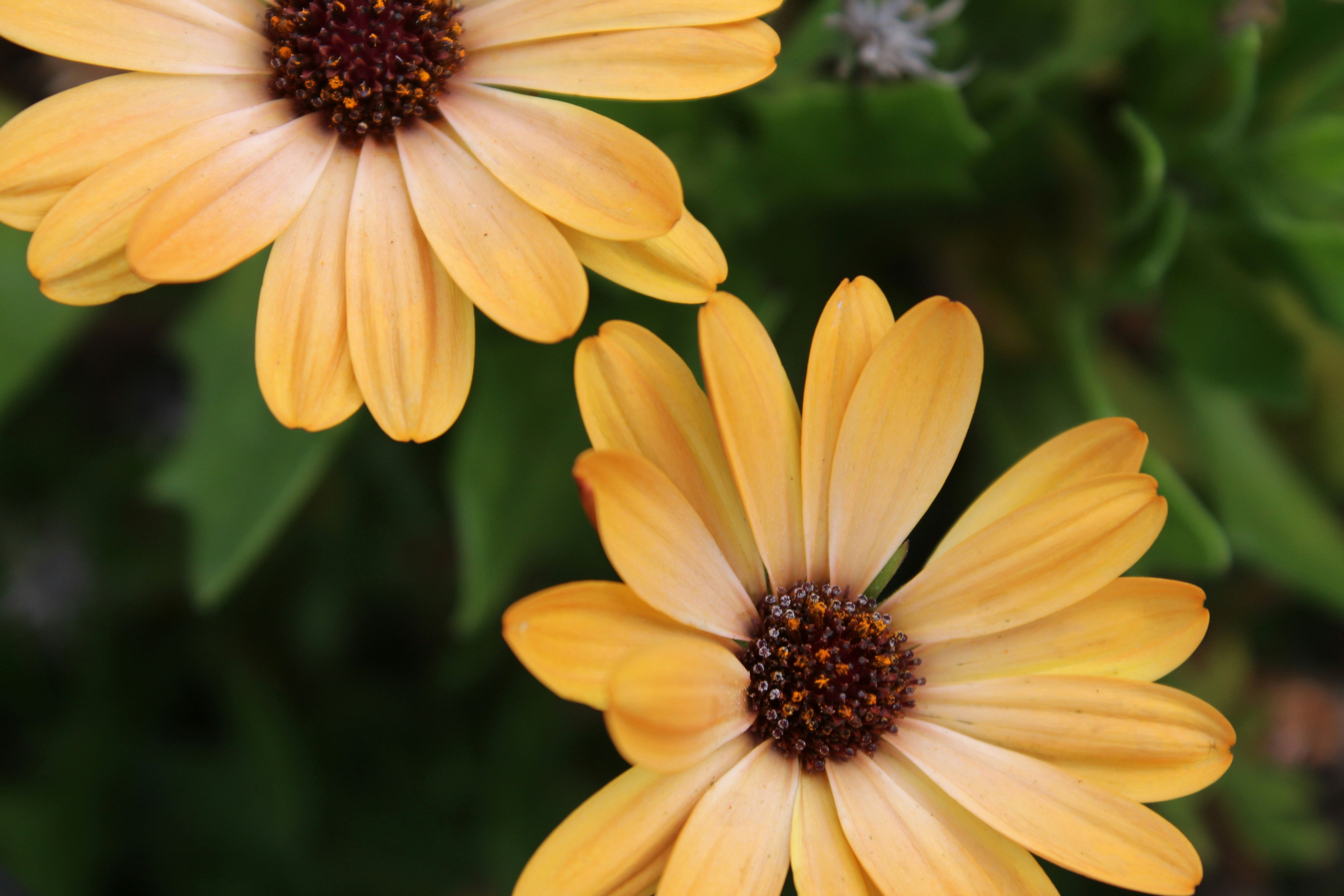 Sunlit Golden Daisy Duo in a Lush Green Frame