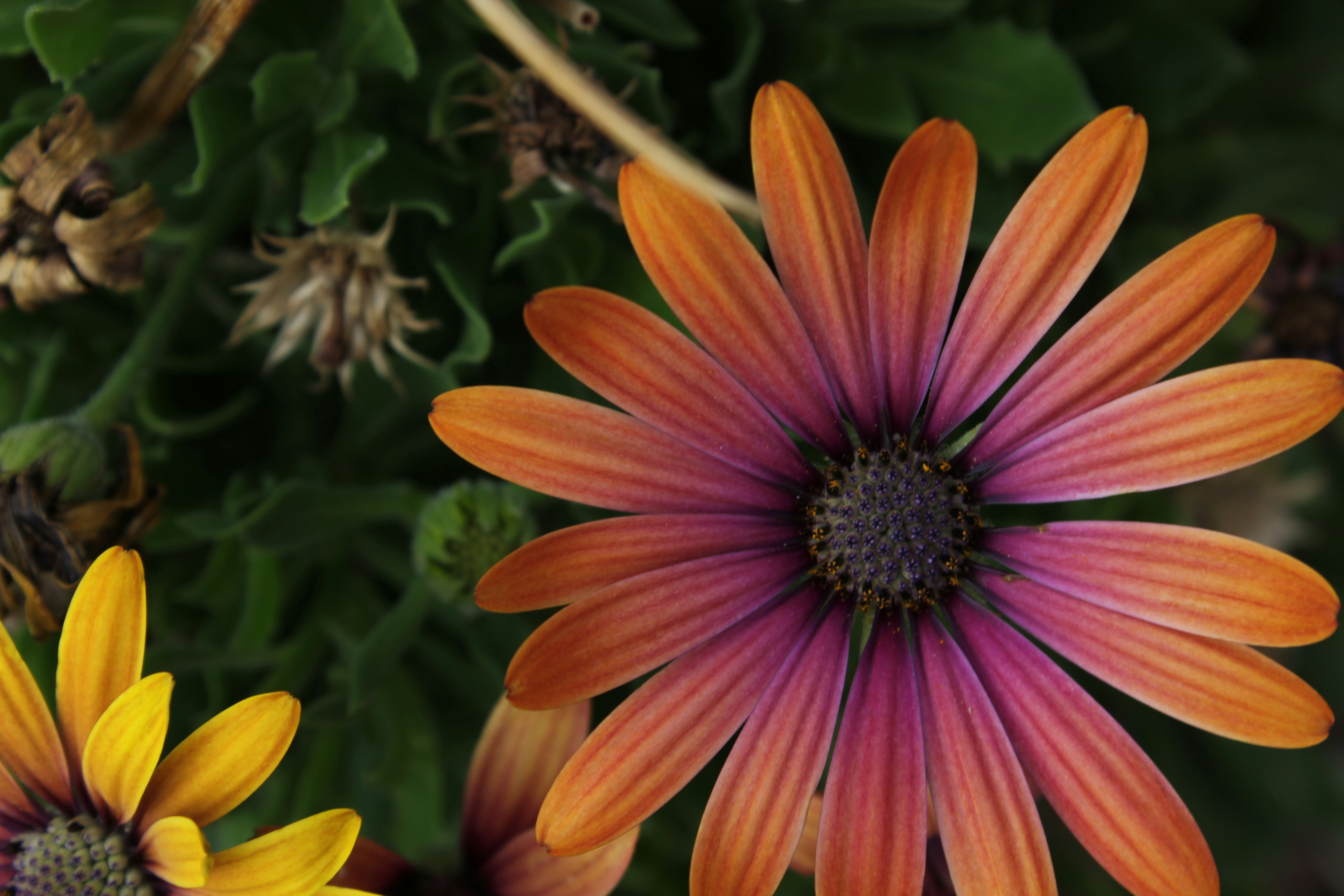 Sunburst Orange Flower with Purple Heart Center in a Garden Bed