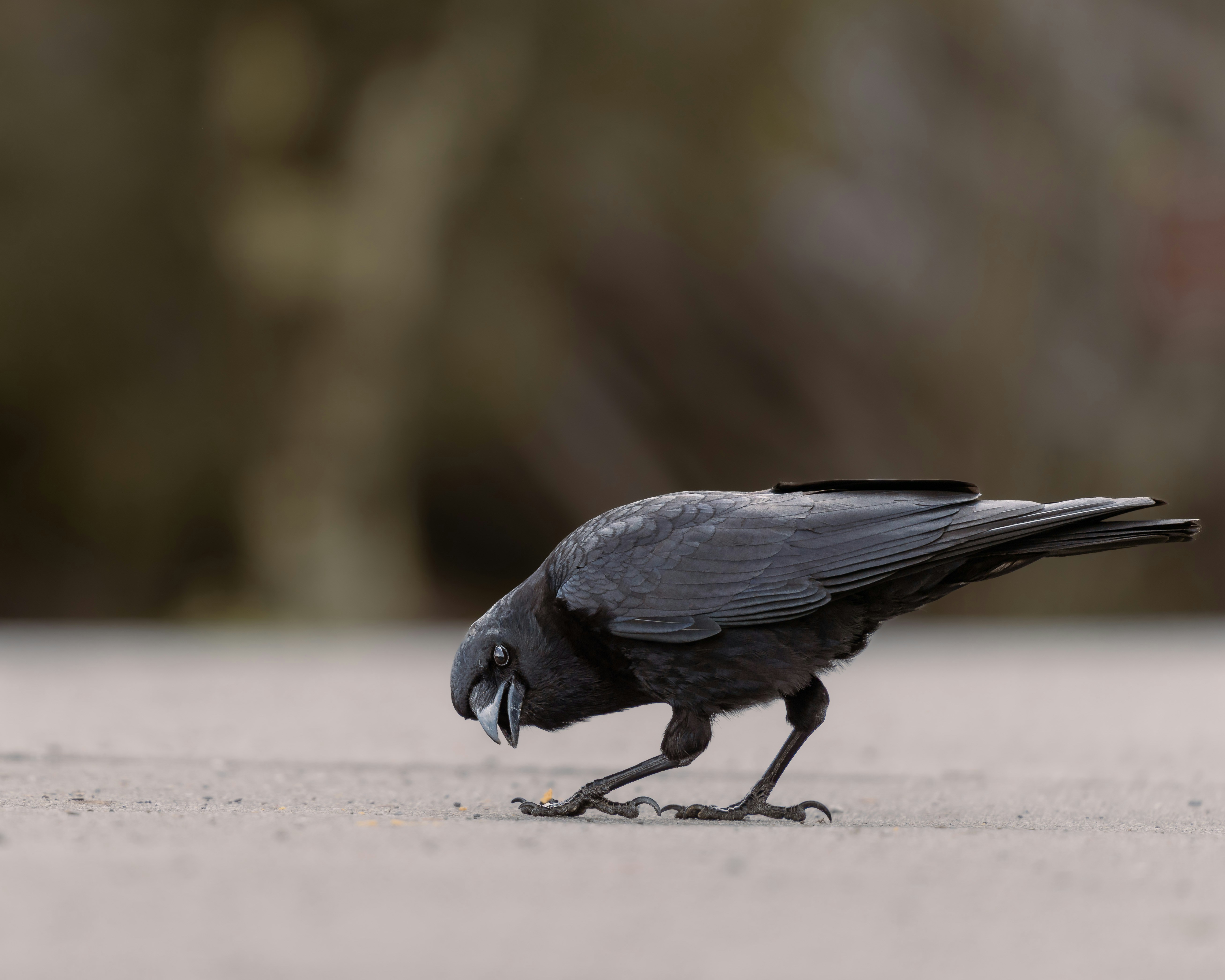 Midstride Crow: Focused Glimpse on a Foraging Raven