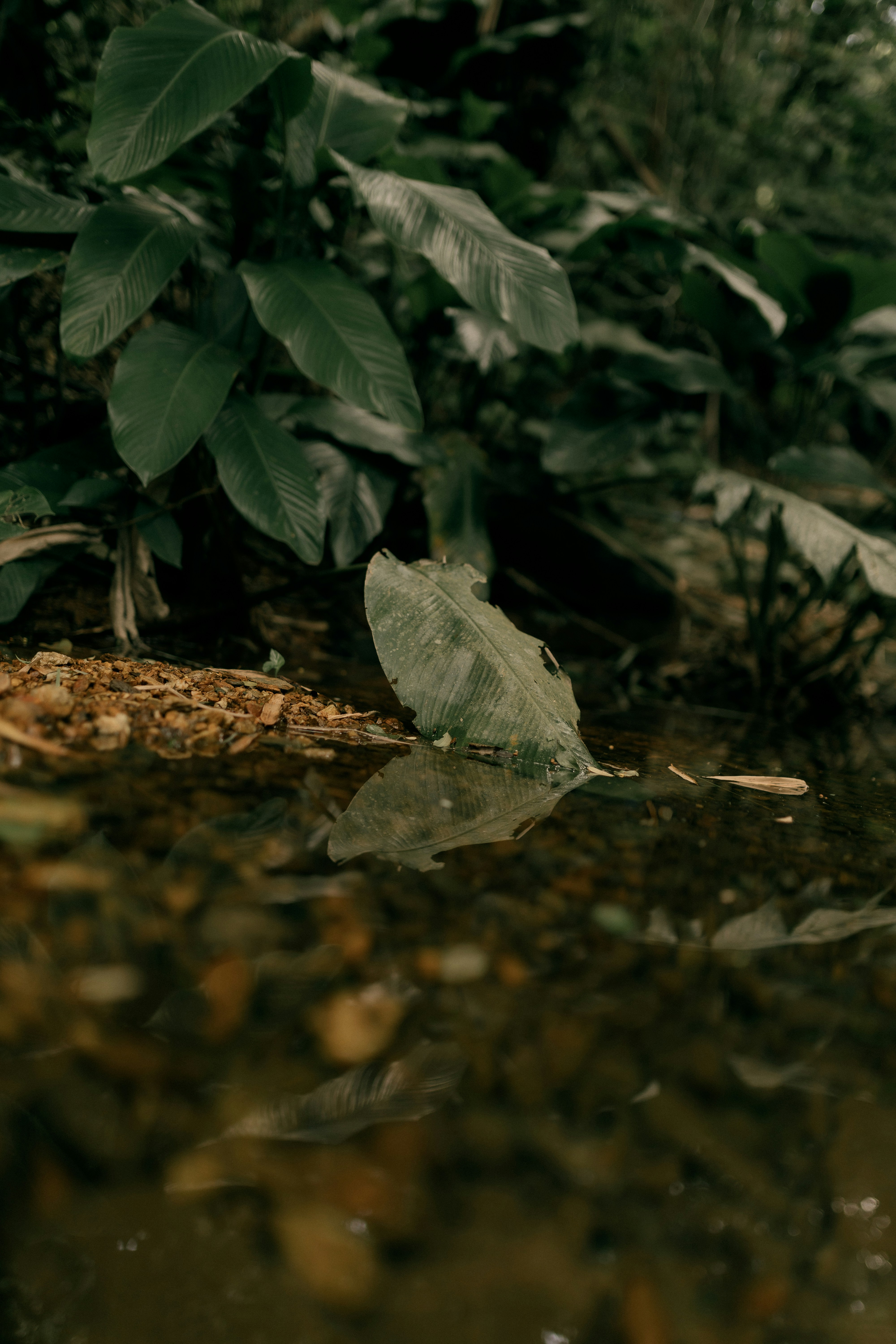 Leaf at the Waterline: Quiet Reflection in a Forest Pool