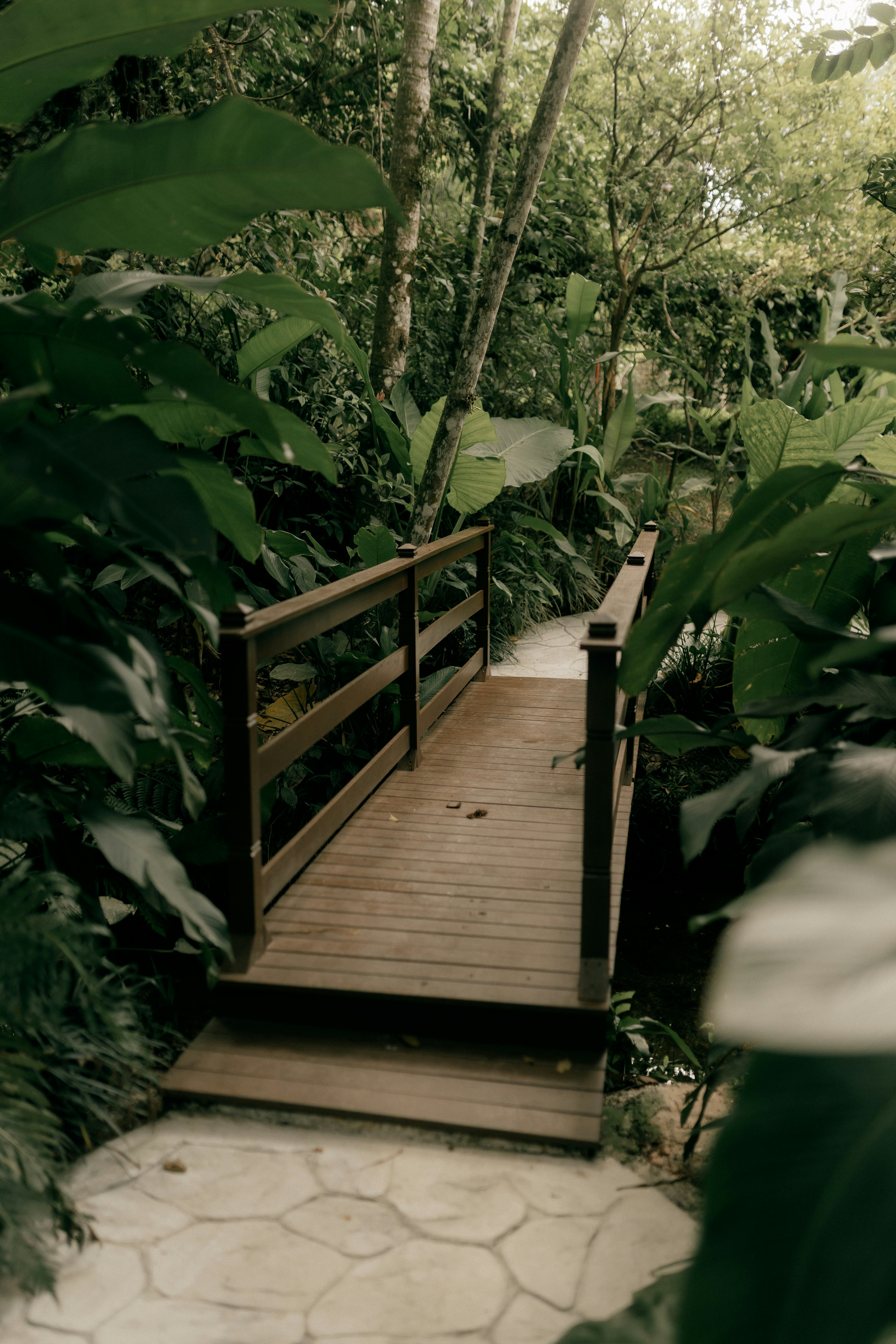 Quiet wooden bridge winding through a tropical garden