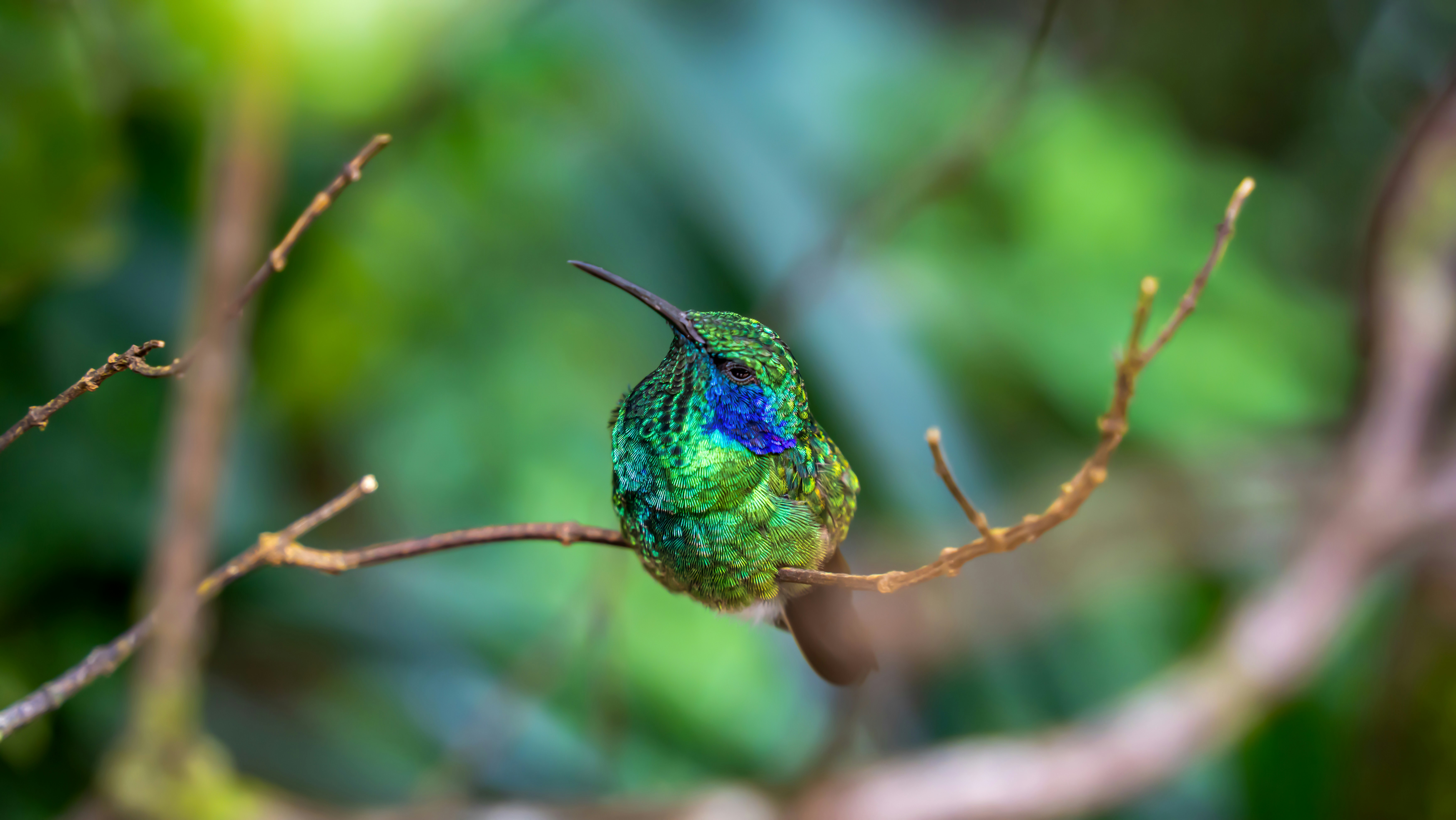 Emerald Snapdragon: Hummingbird Steady on a Quiet Branch