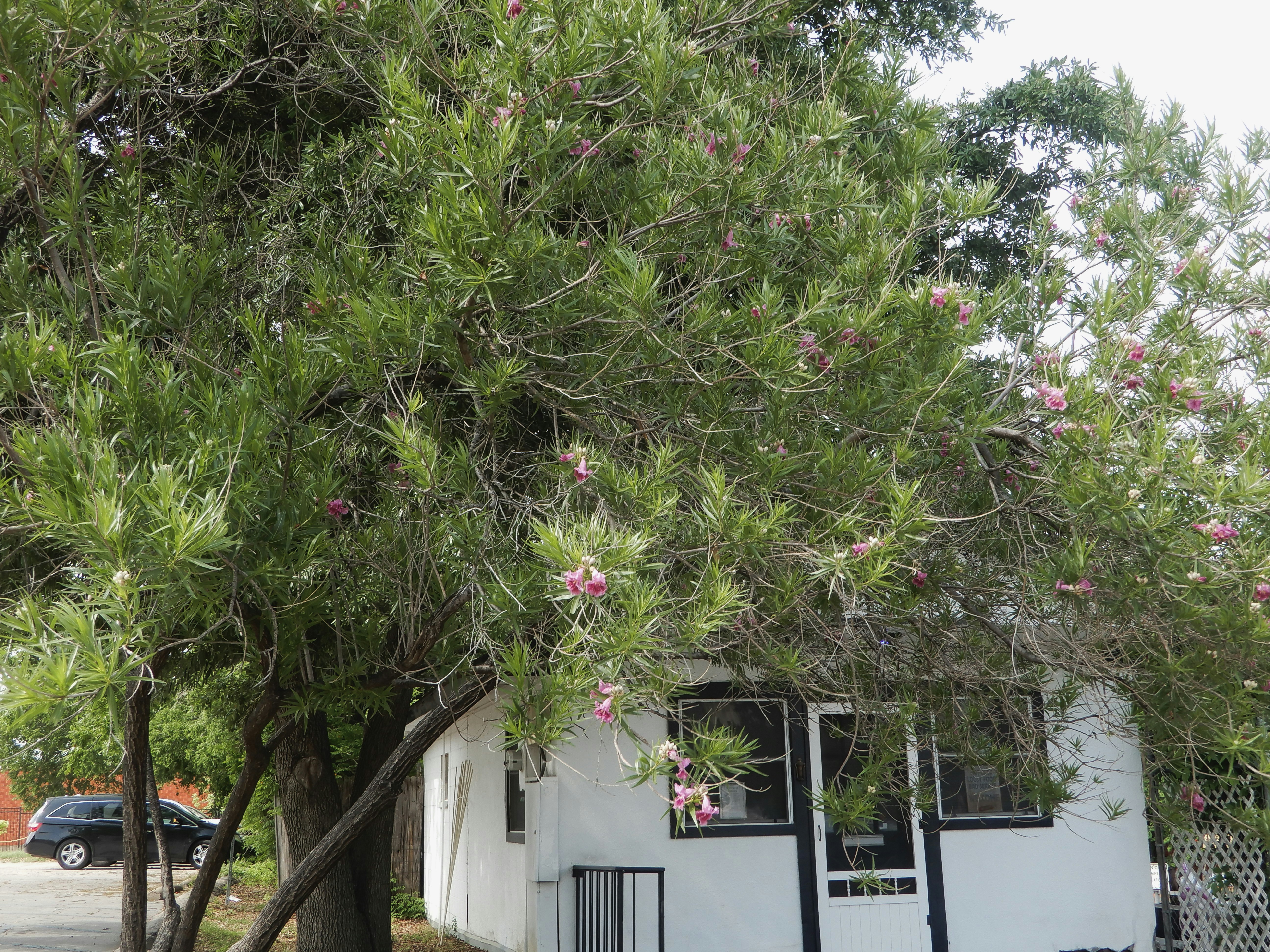 Overhanging Pink Blooms Above a Quiet White House