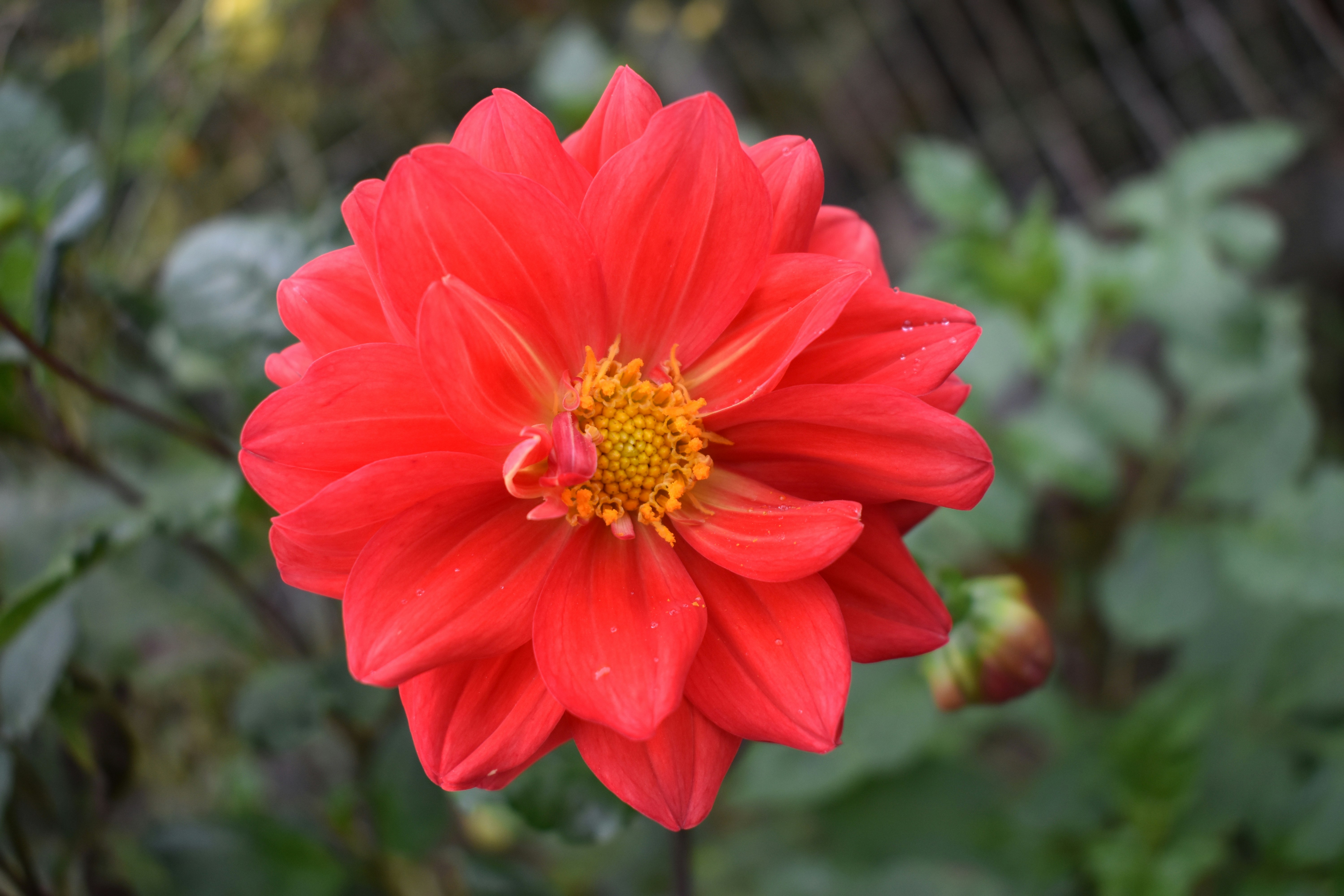 Crimson Blossom at the Garden’s Edge