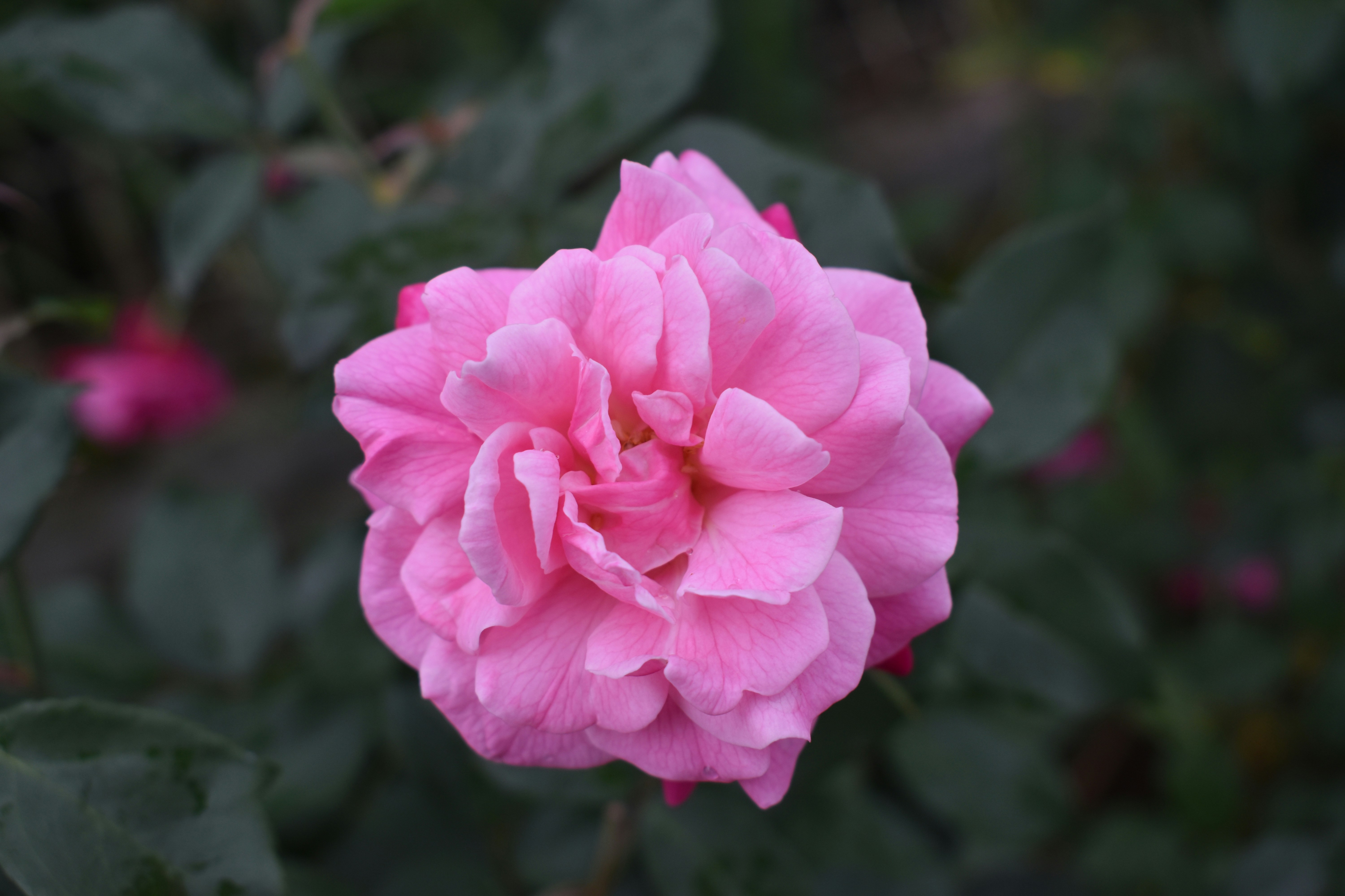 Soft-petal Bloom: a pink rose in quiet garden light