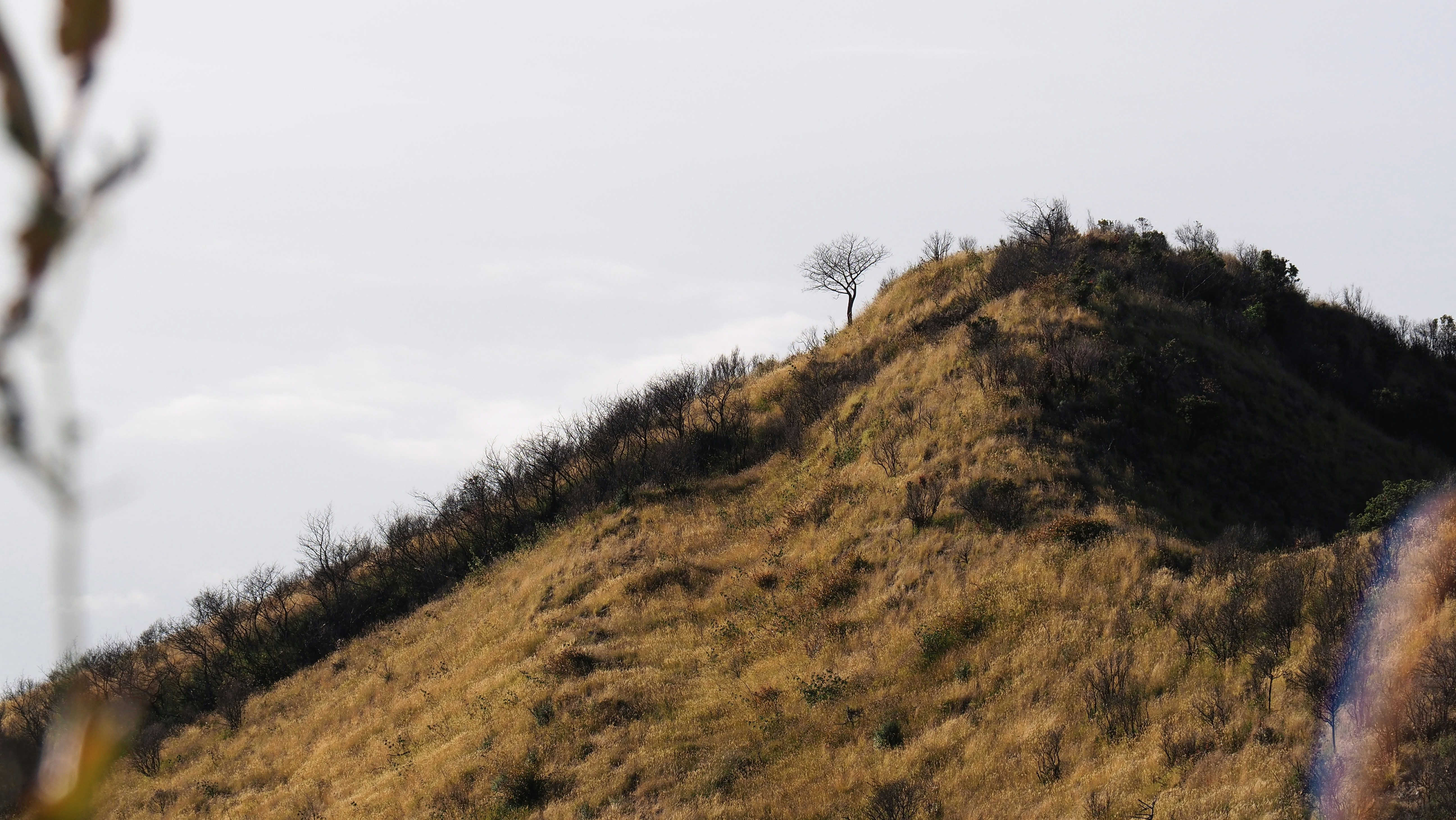 Horizon Ridge: A Lone Tree Crowned Summit