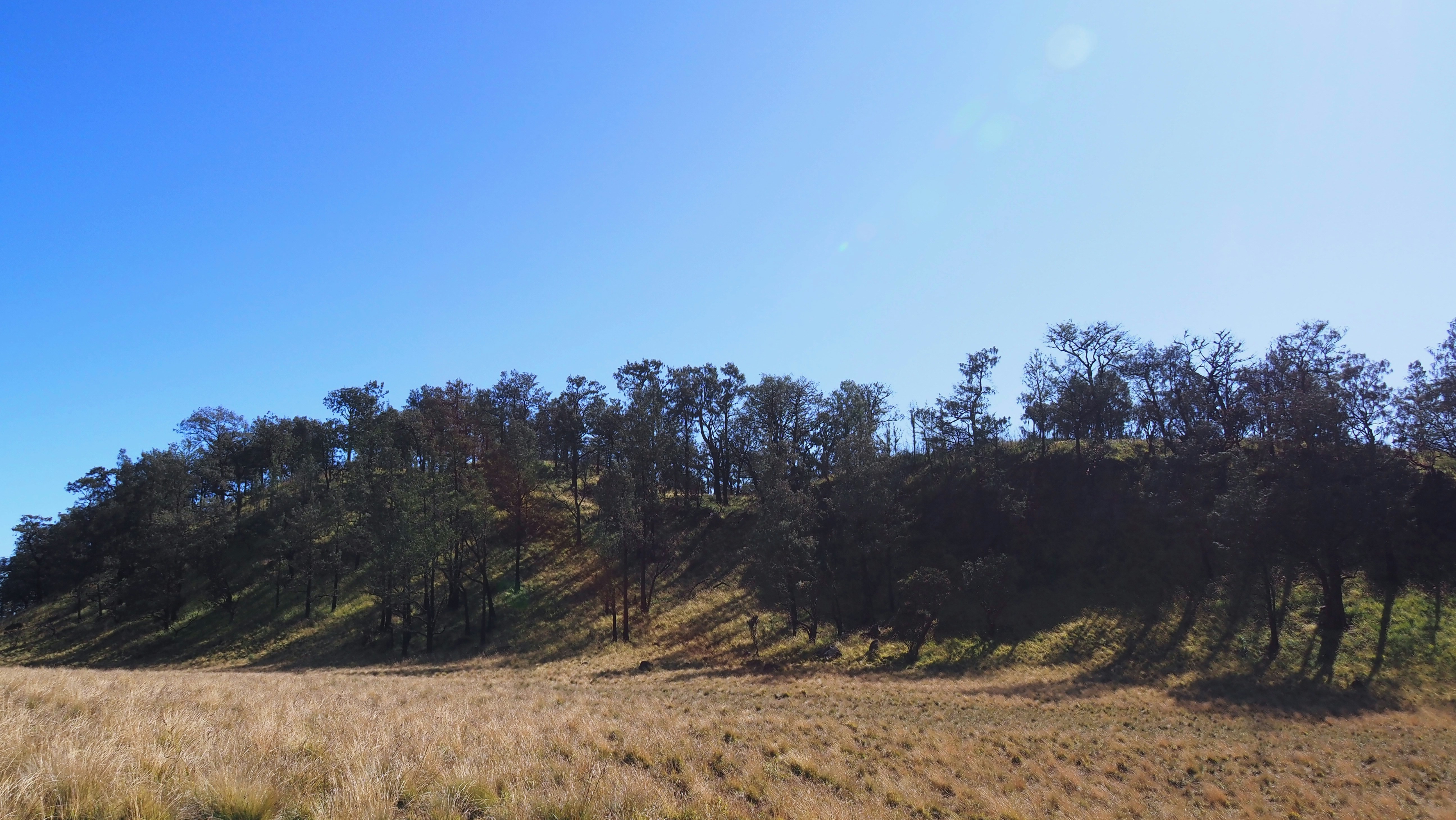 Sunlit Crest: A grassy hill with a line of trees under a clear blue sky