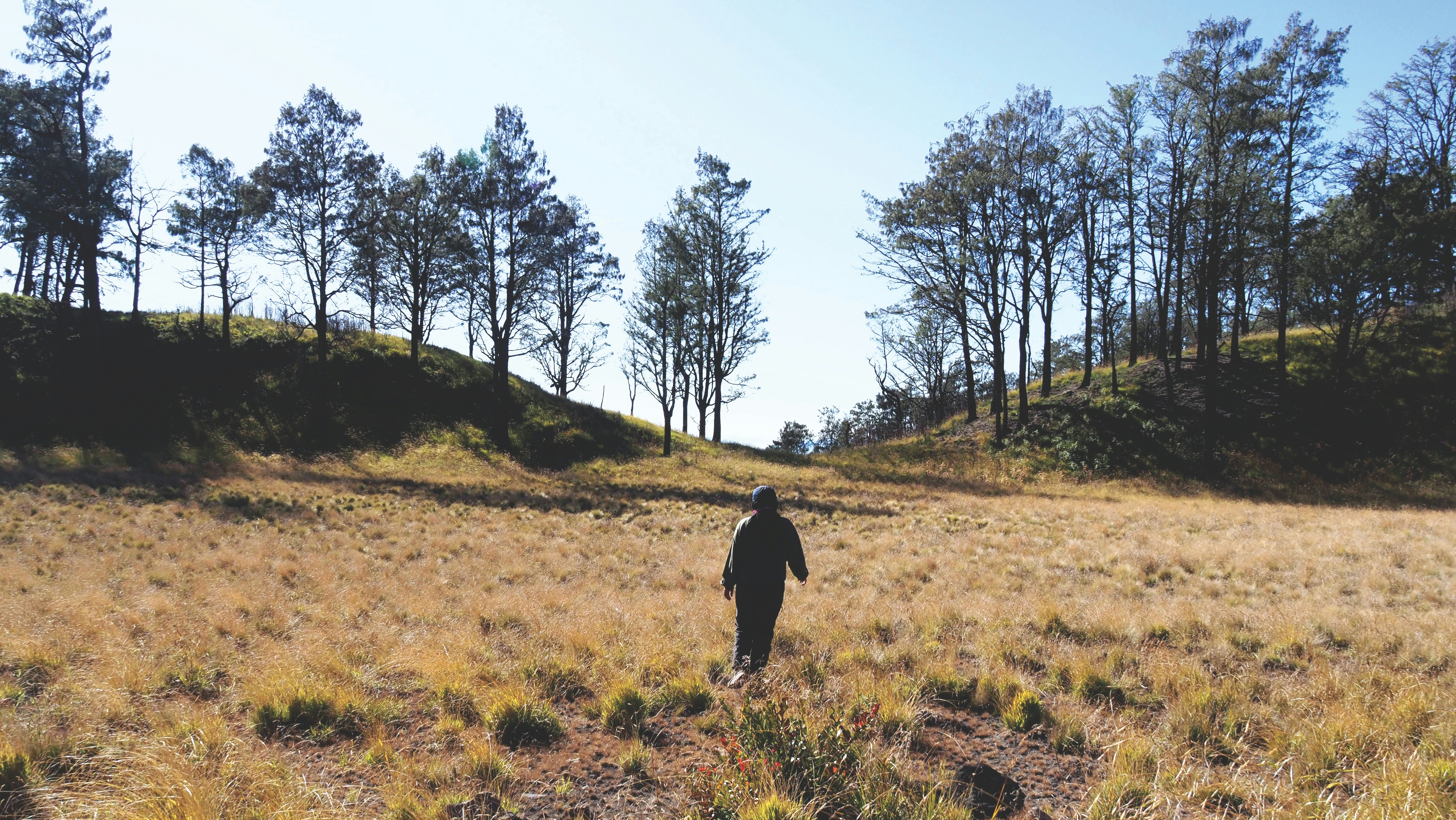 A Lone Wanderer Threads the Golden Field Toward the Shadowed Trees