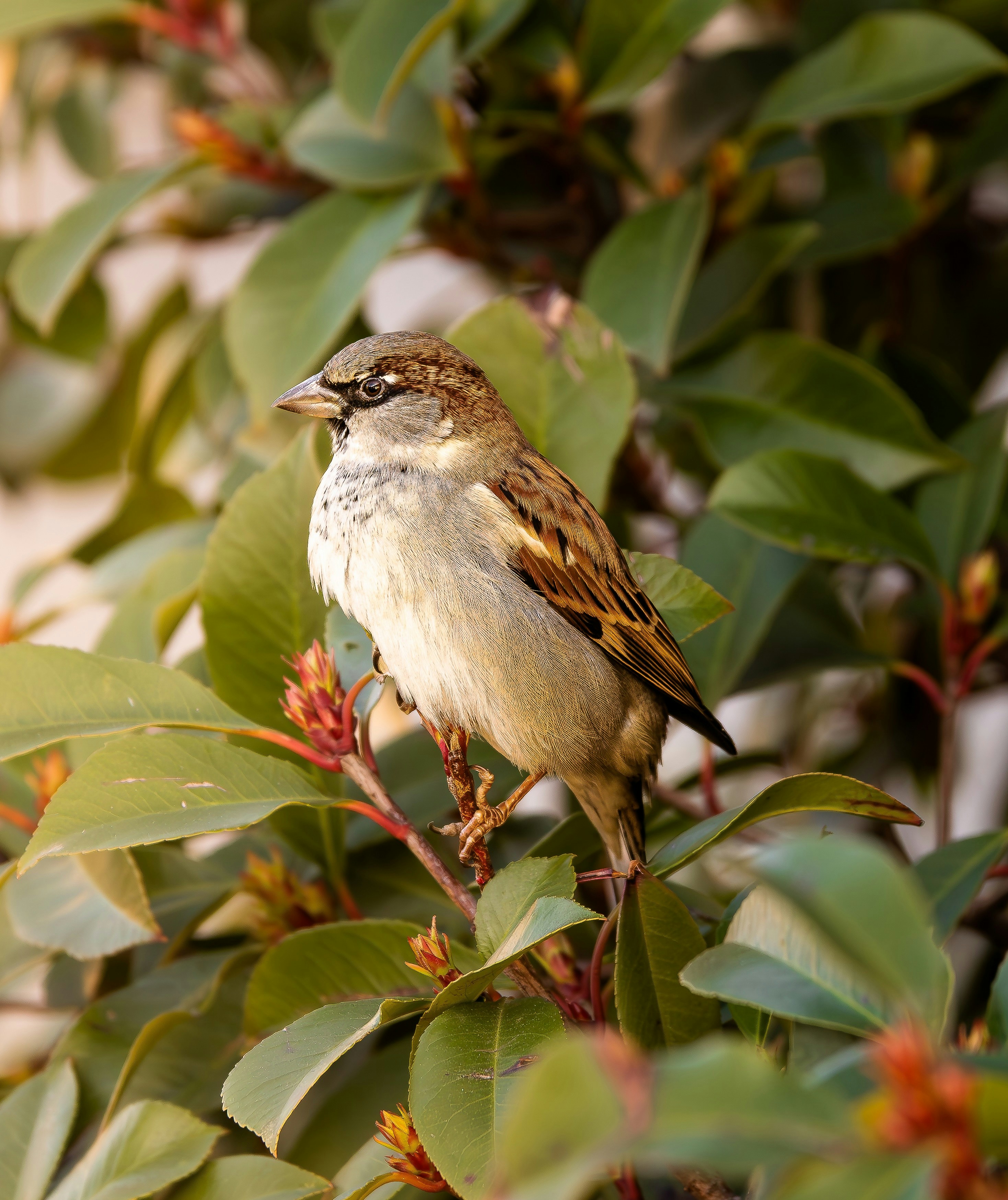 Perched in Green: A Small Songbird Among Indigo Leaves