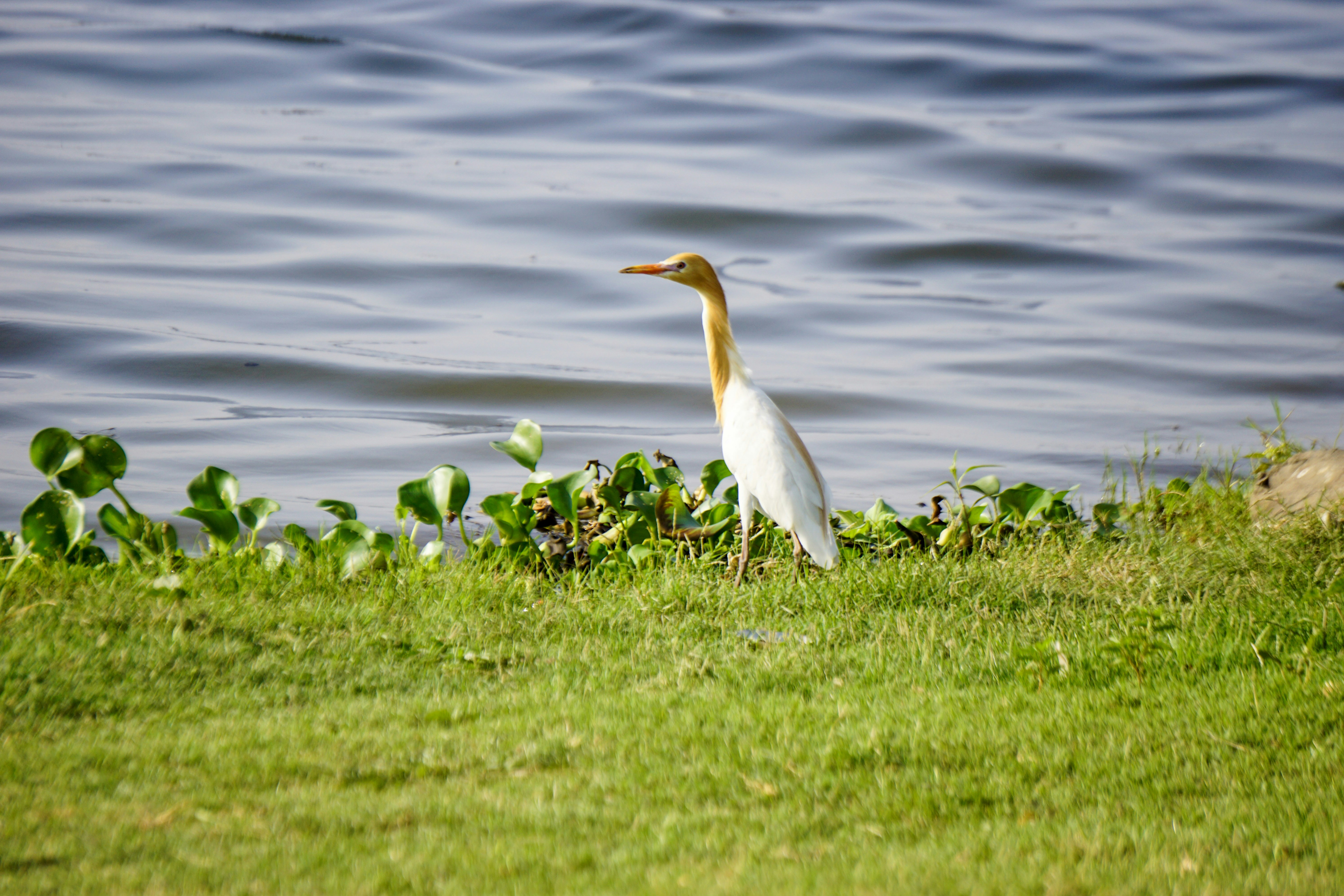 Heron on the Verge: A Quiet Moment by the Water