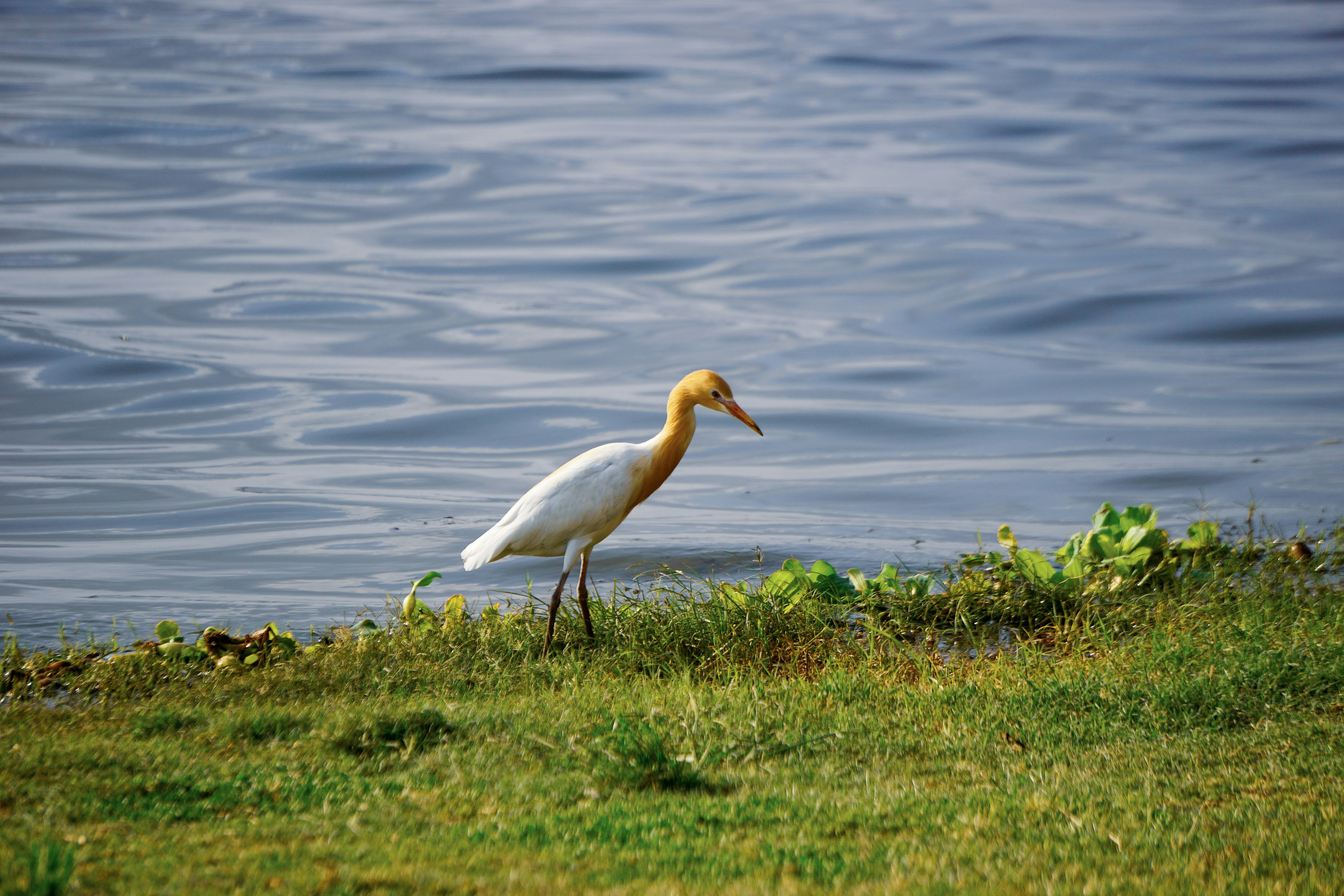 A solitary white egret stands along a grassy lakeside edge with calm water in the background. The scene emphasizes the bird as the focal point on a quiet riverside.