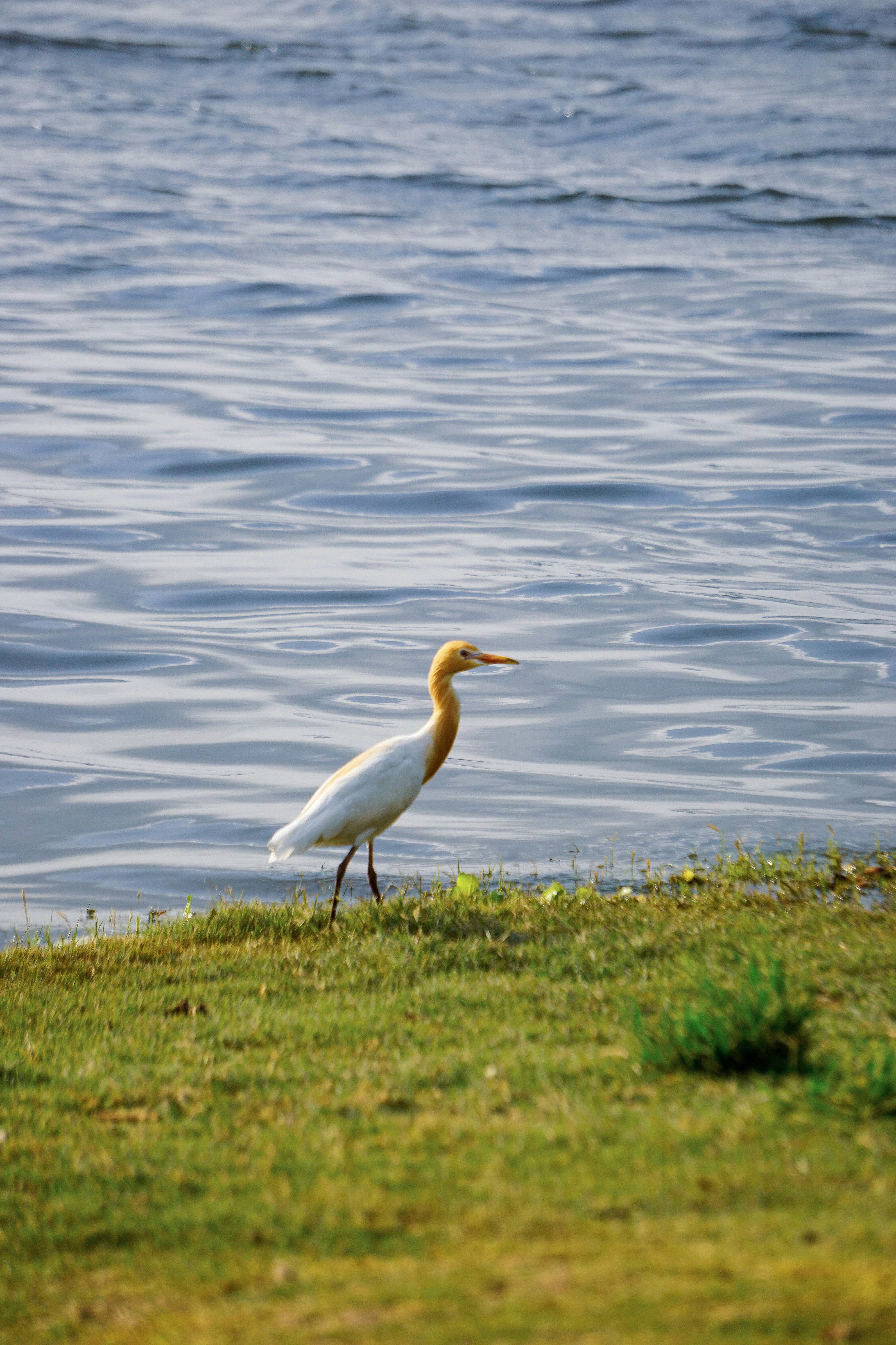 Golden-Headed EgreT at the Water's Edge