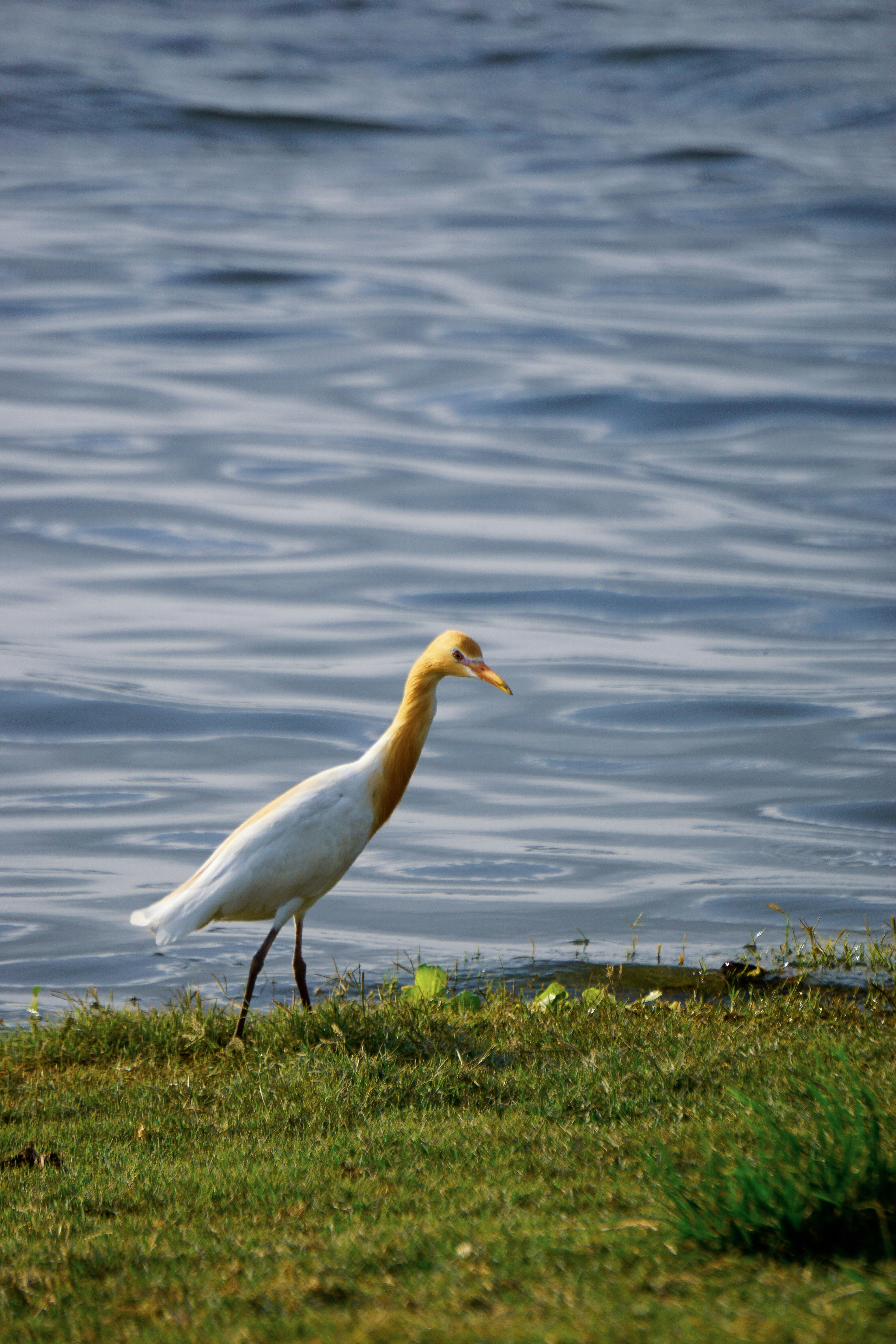 Golden-headed Egret at the Water’s Edge