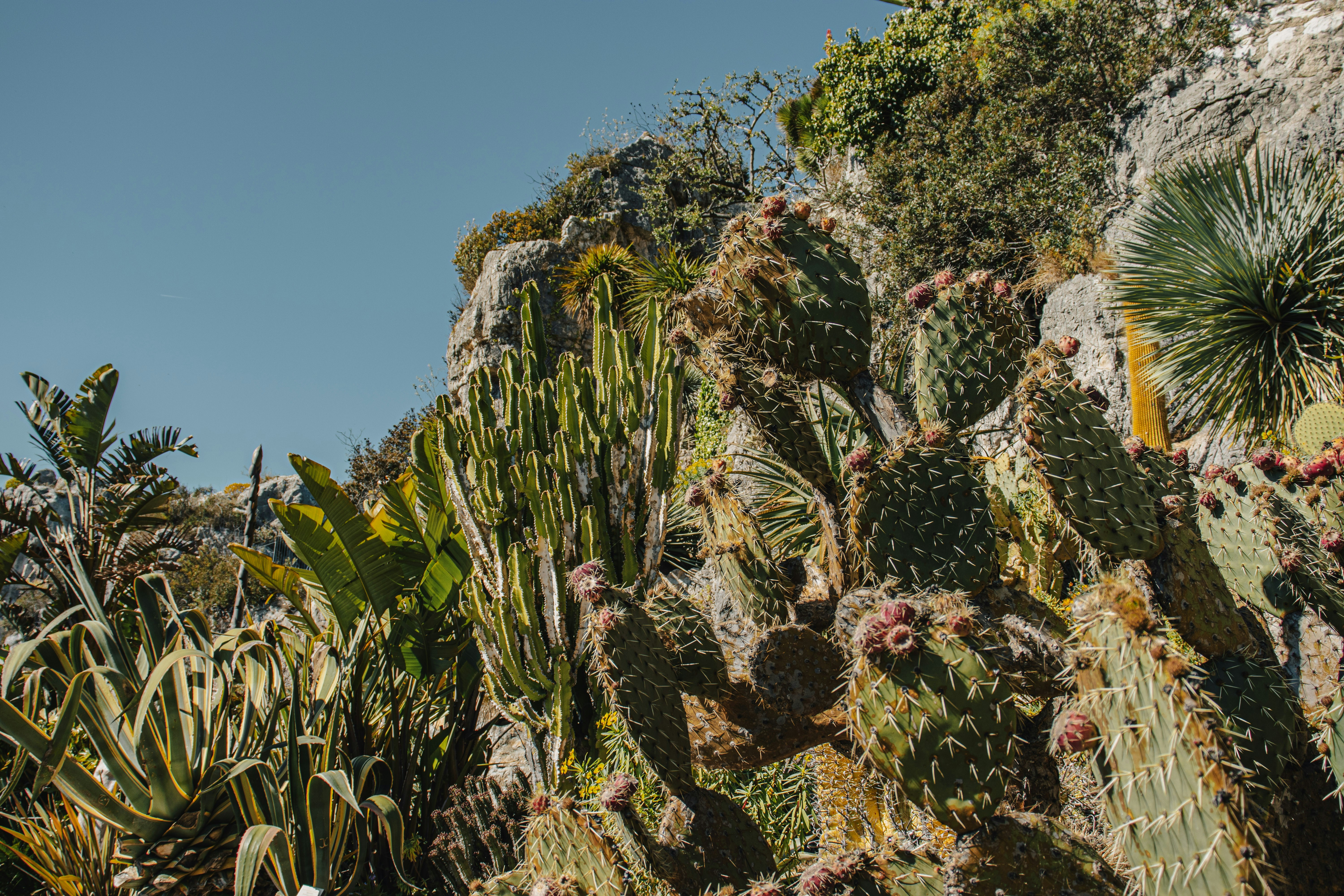 Desert Cathedral: Sunlit Cactus Garden Beyond the Rocks