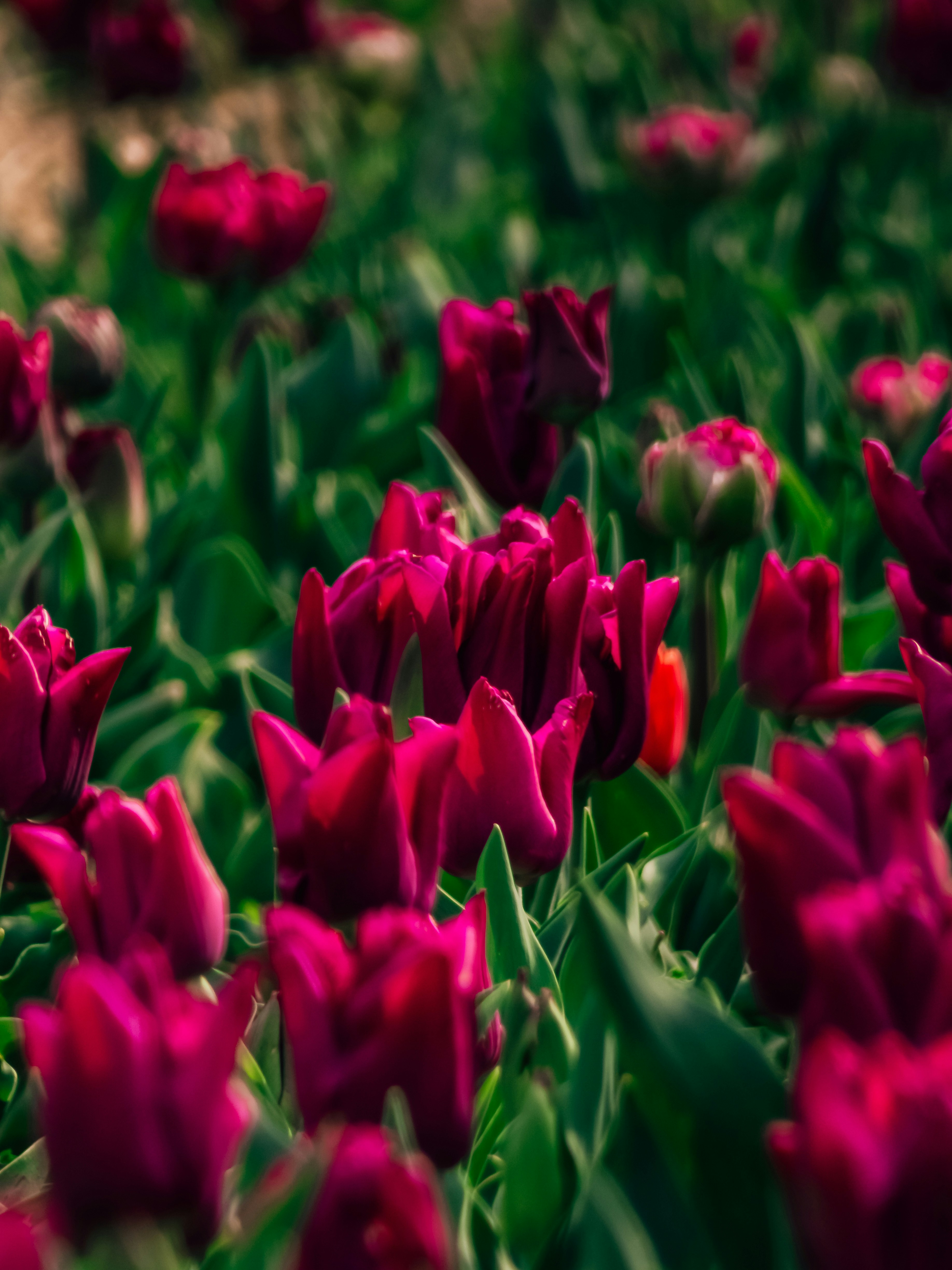 Crimson Petals in a Quiet Tulip Field