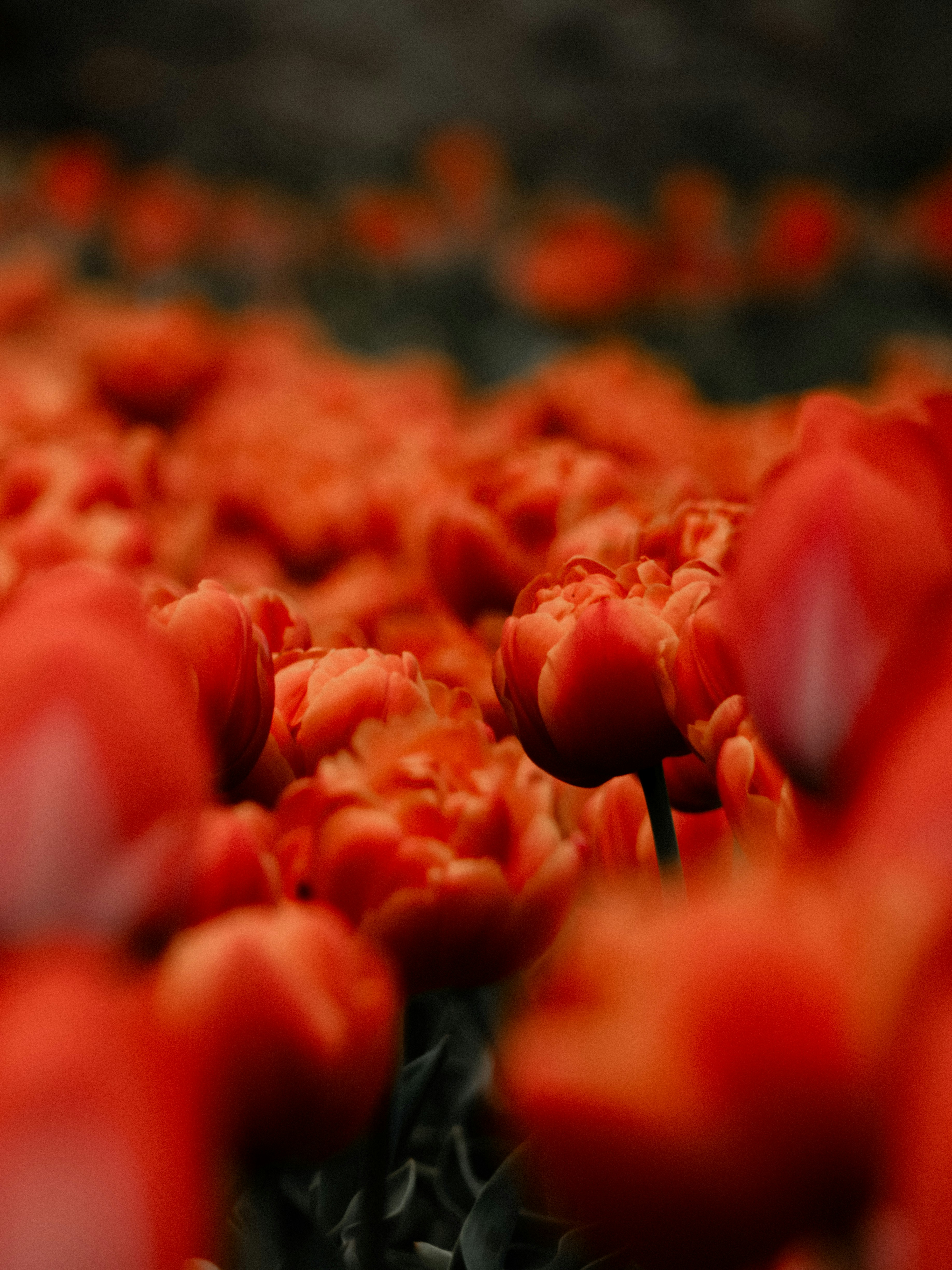 Crimson Tulip Sea: A Soft-Focus Field of Blooms