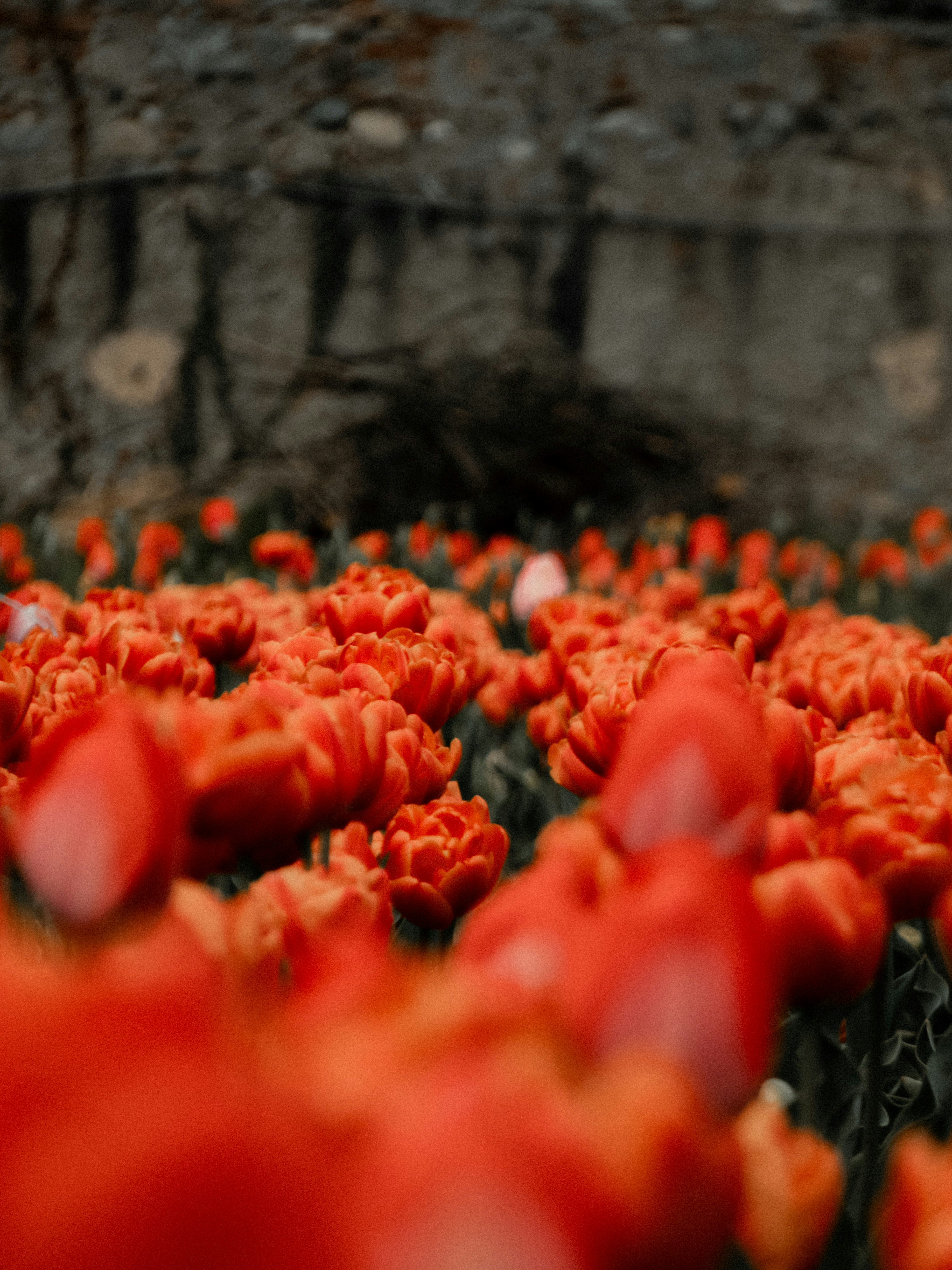 Fields of Coral: a Sea of Red Tulips in Soft Focus