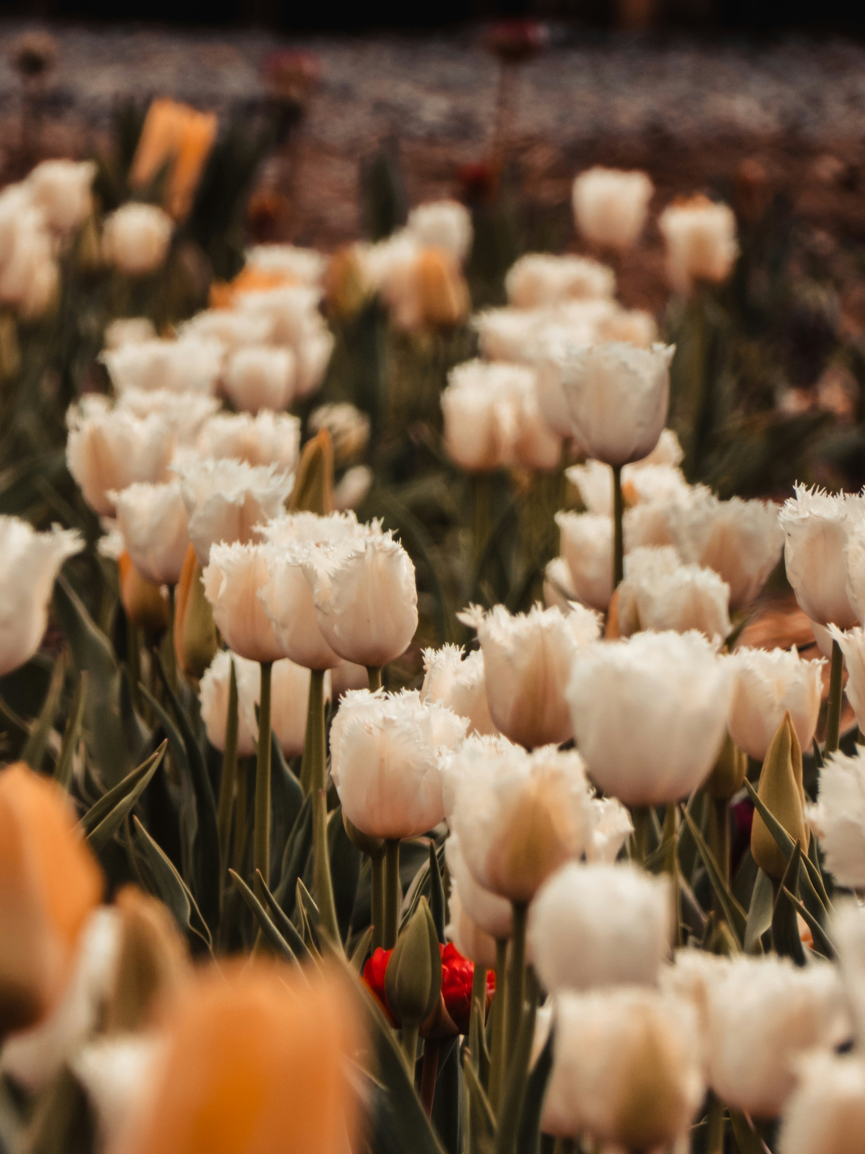 Field of Powder: Frosted Tulips in Gentle Evening Light