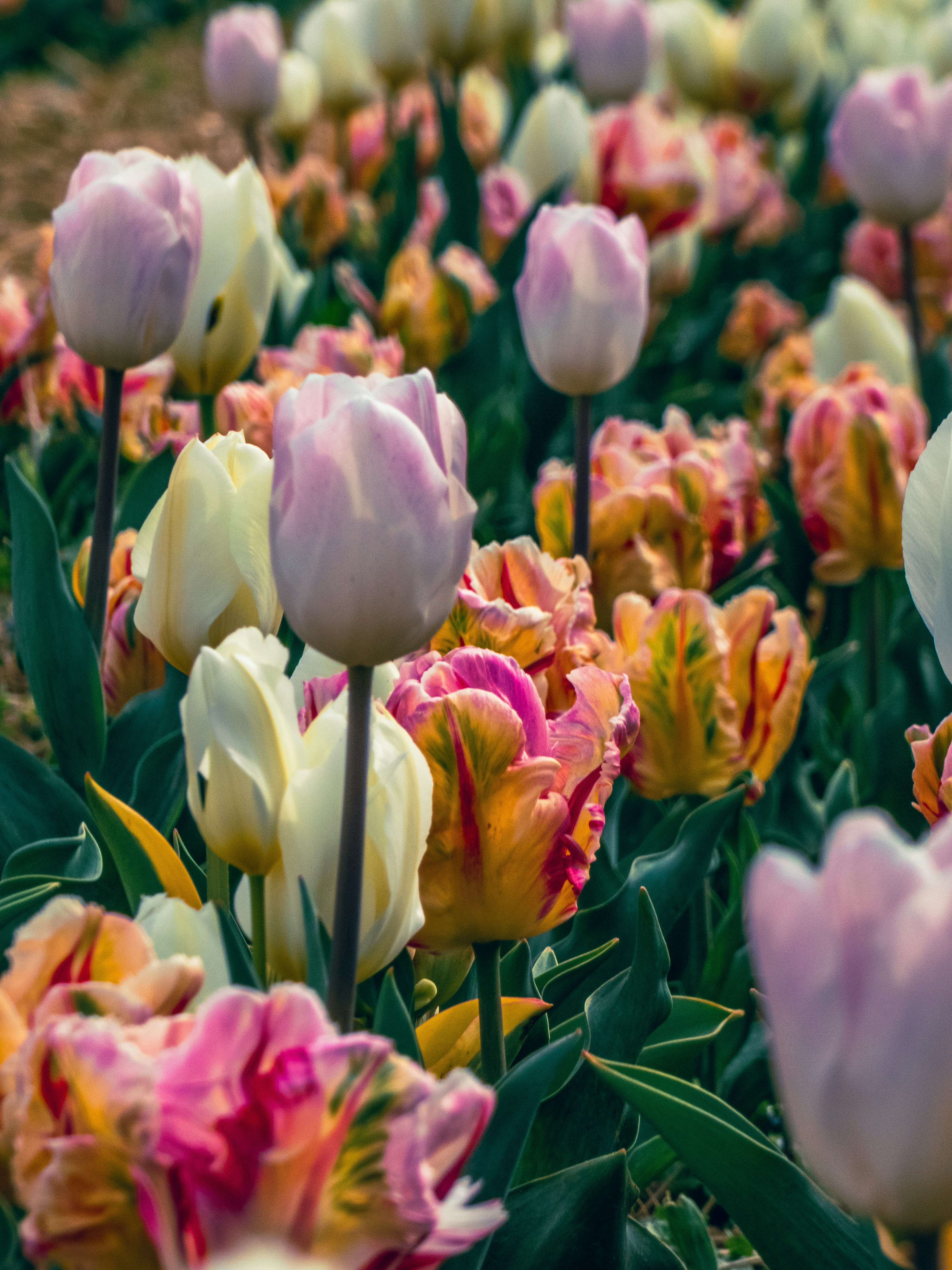 Tulip Symphony: Soft Pastels Among Bright Petals