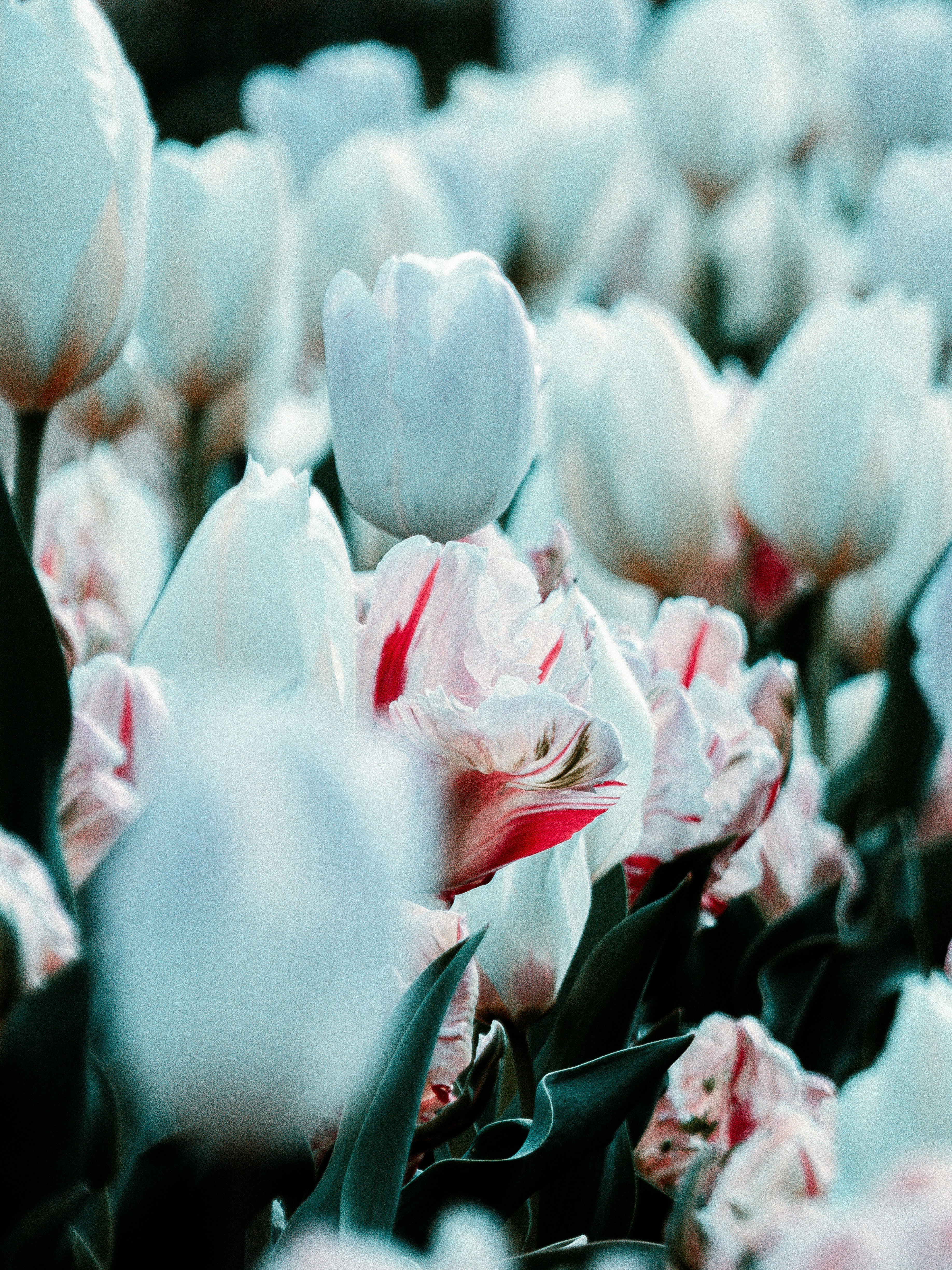 Pastel Tulips in Soft Focus: Hidden Red Stripes Amid White Petals