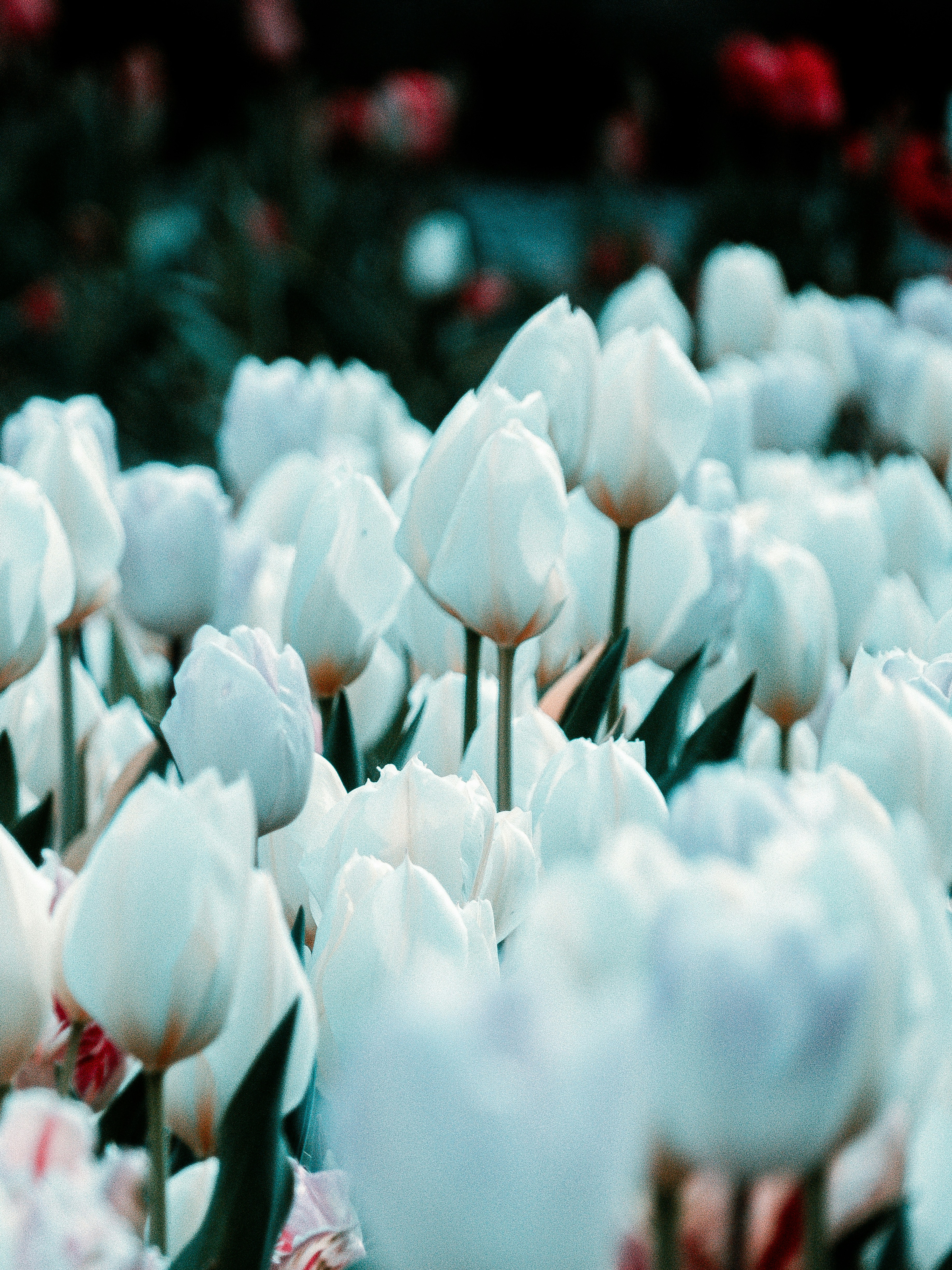 Silent White Bloom Field