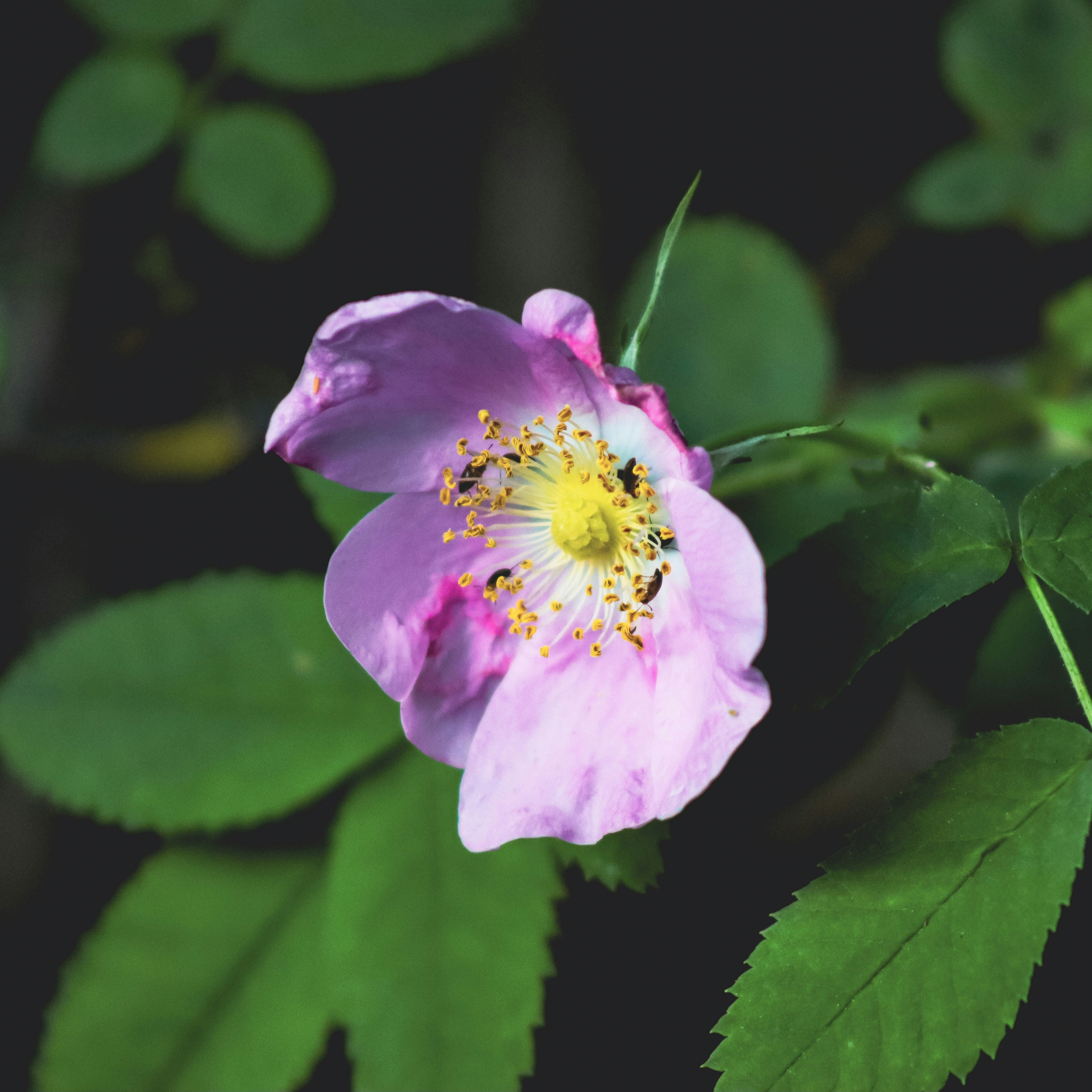 Pink wild rose awakening from shadowed foliage