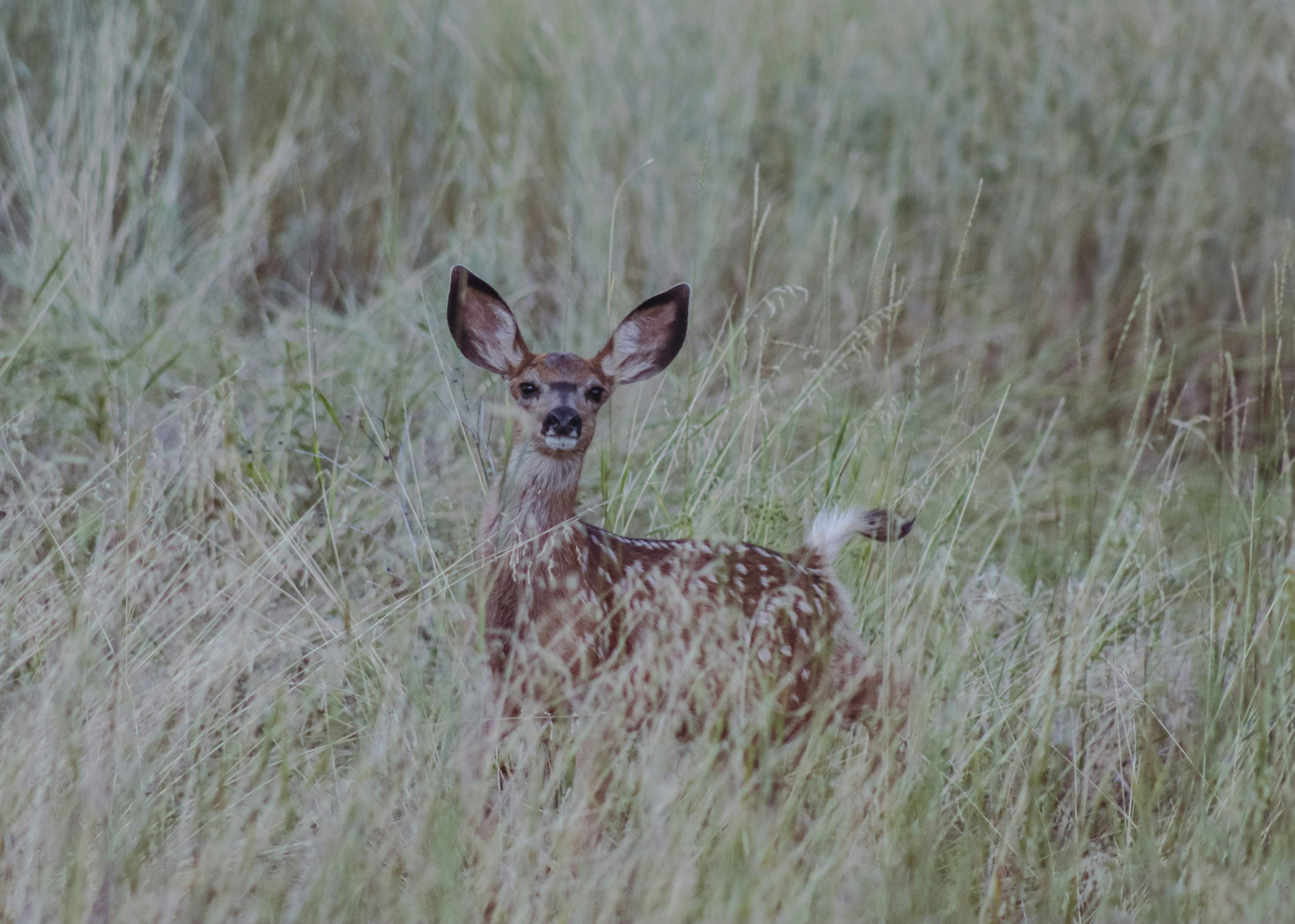 Hidden Spotlight: Fawn in Spring Grass