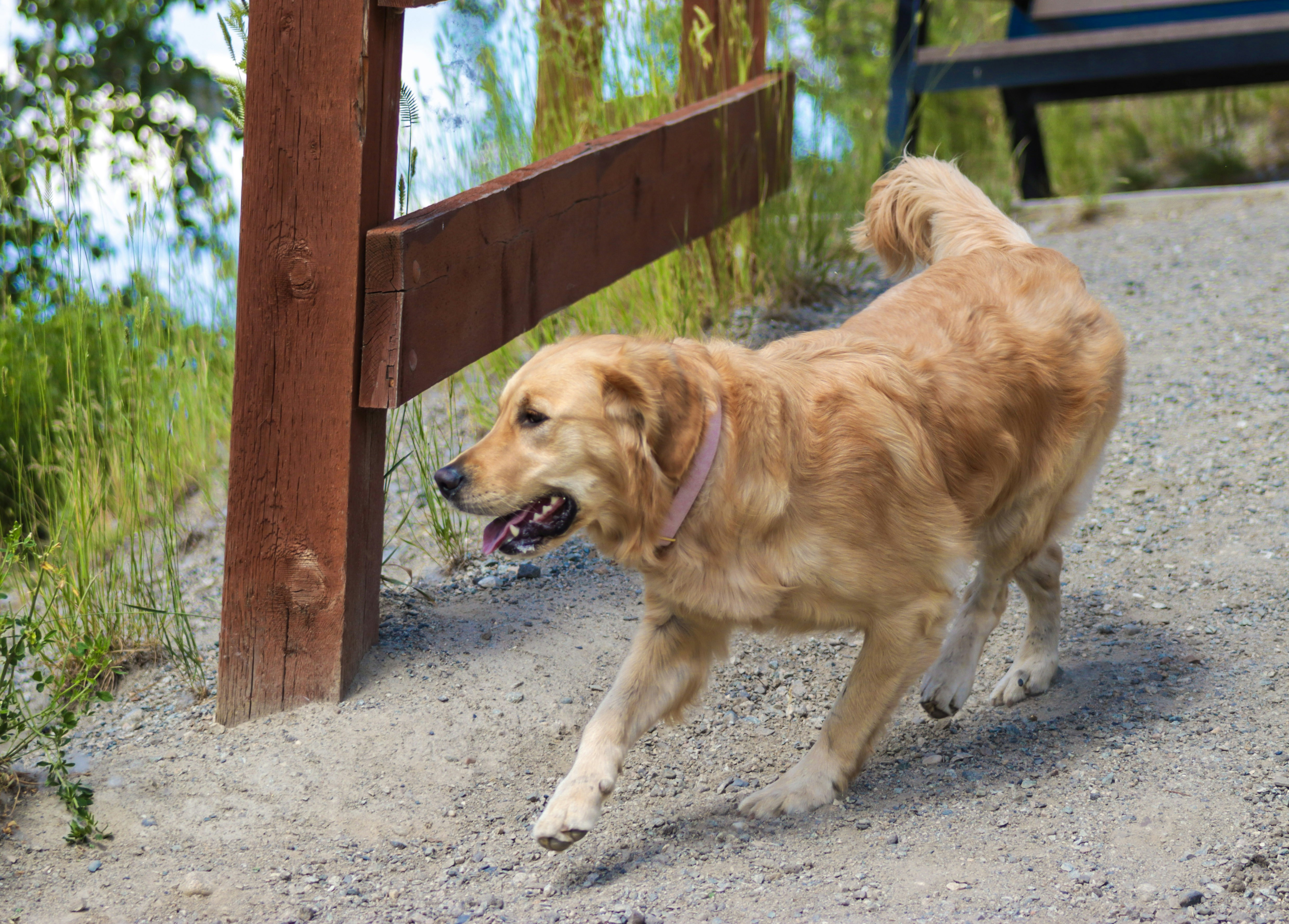 Golden Retriever in Motion Along a Dirt Path by a Wooden Fence