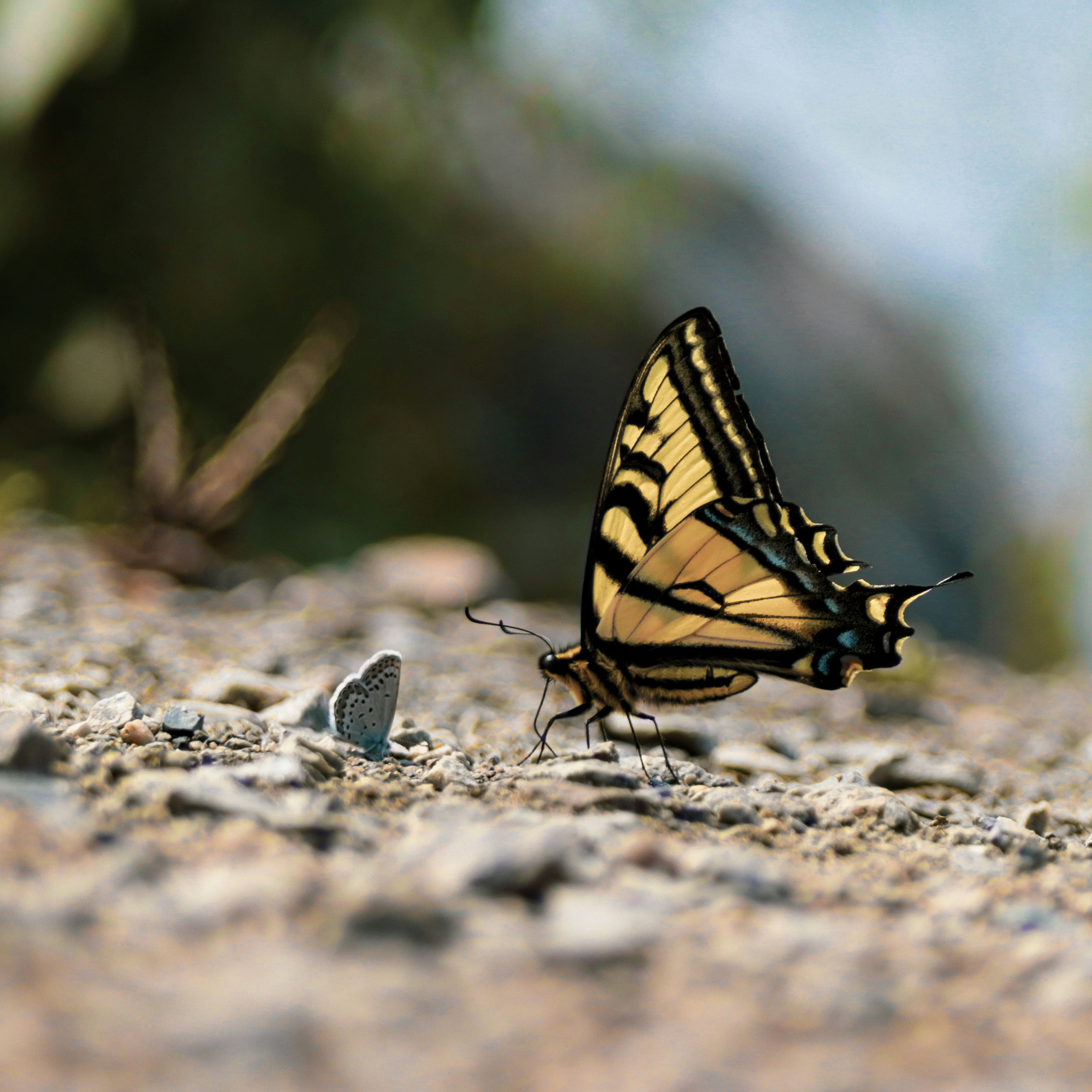 Butterfly’s Close Encounter on a Pebble Stage