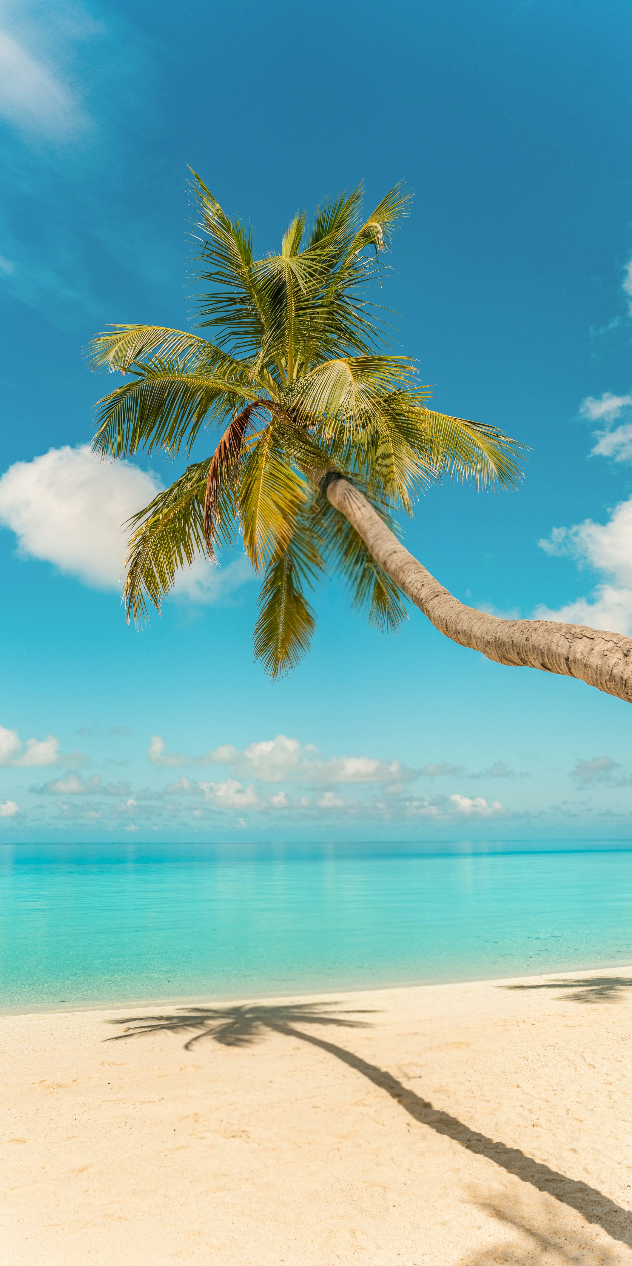 Palm Canopy over Turquoise Seas