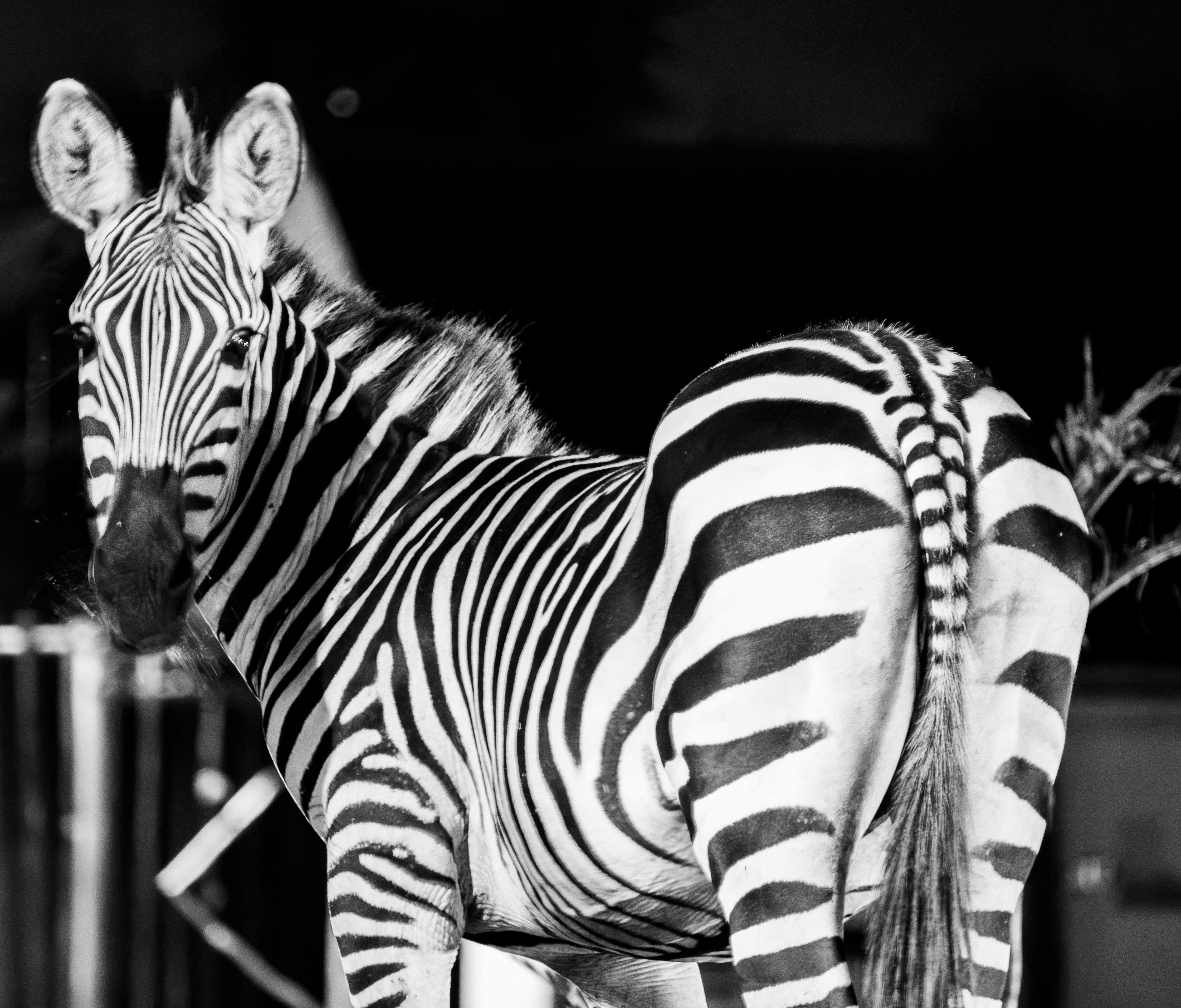 Zebra Portrait: Stripes in Monochrome Silence