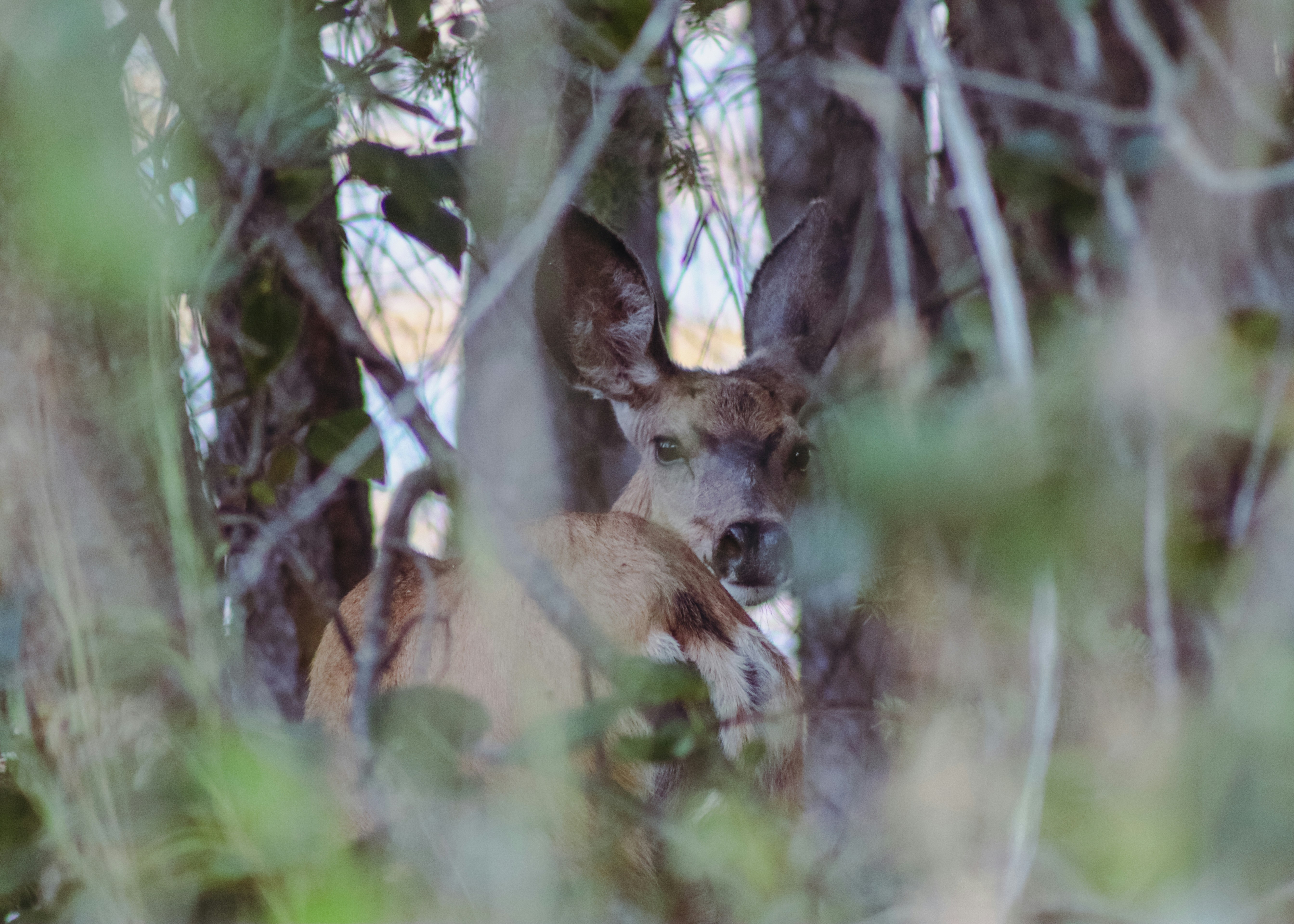 Hidden Sentinel: A Feral Pair Slumbering in Dense Greens