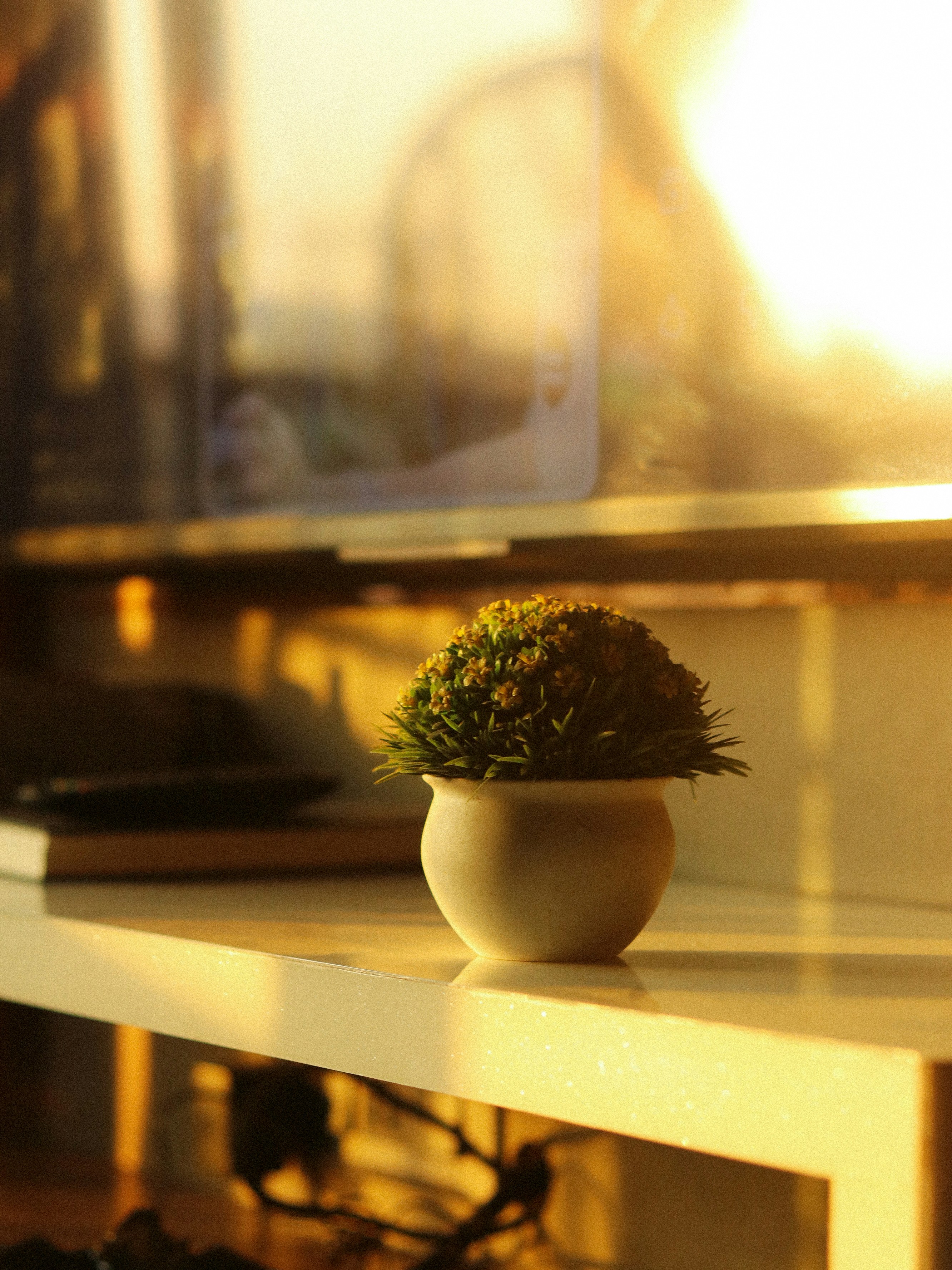 Tiny Cactus Crowned by Warm Light on a shelf