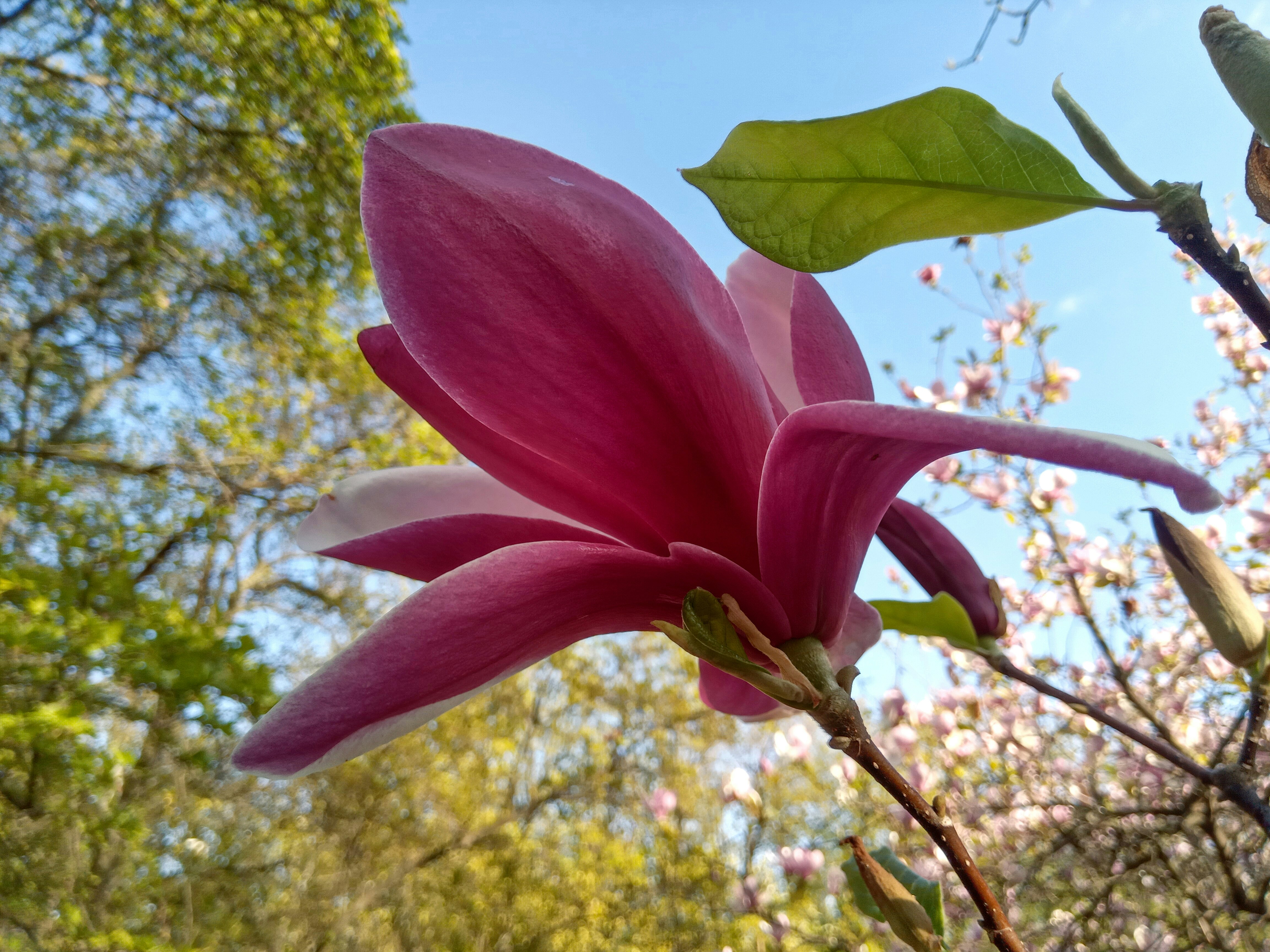 Pink Magnolia Blossom Reaching Toward the Spring Sky