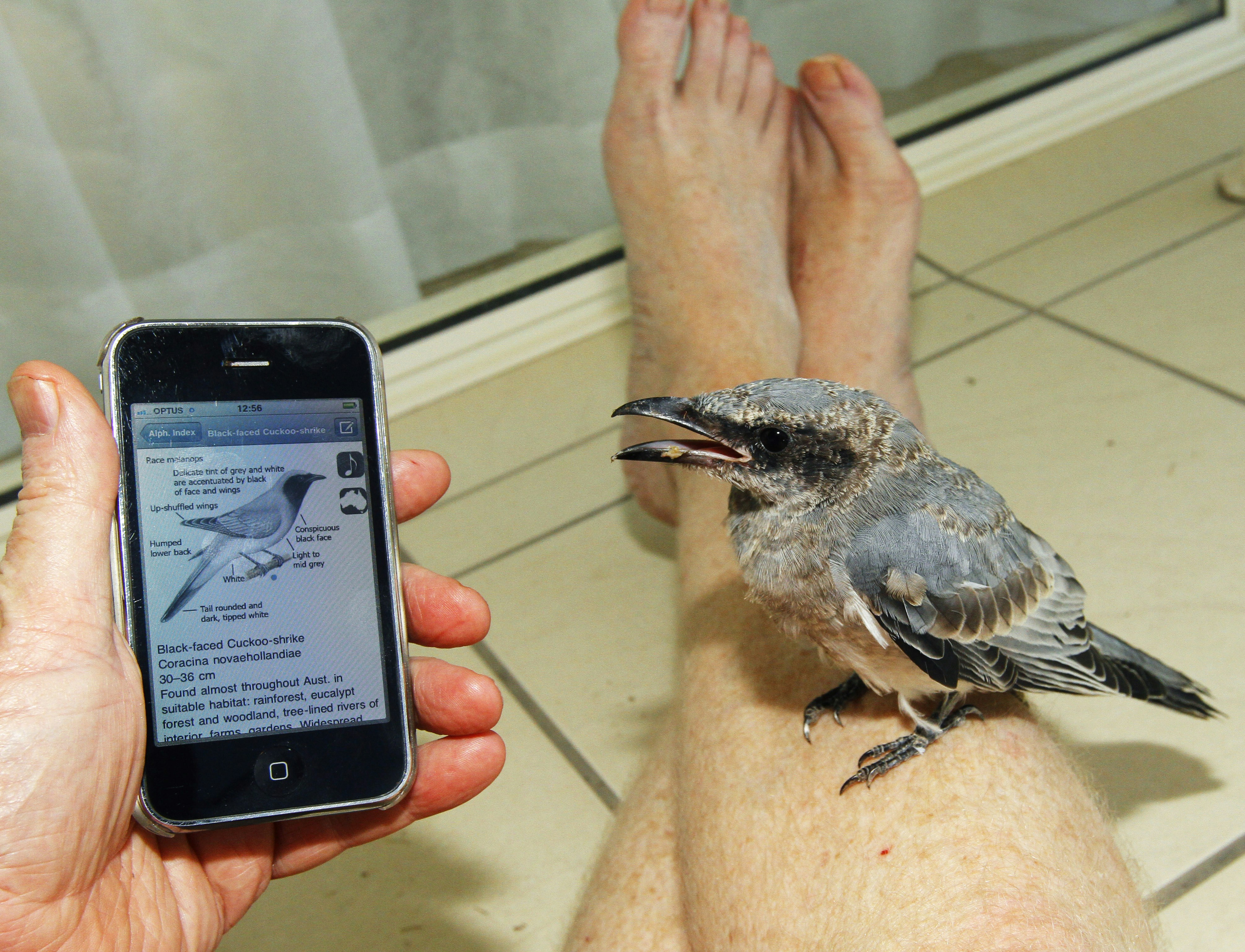 Sparrow on a Sunlit Deck: Phone in Hand, People Sunlit Feet in the Background