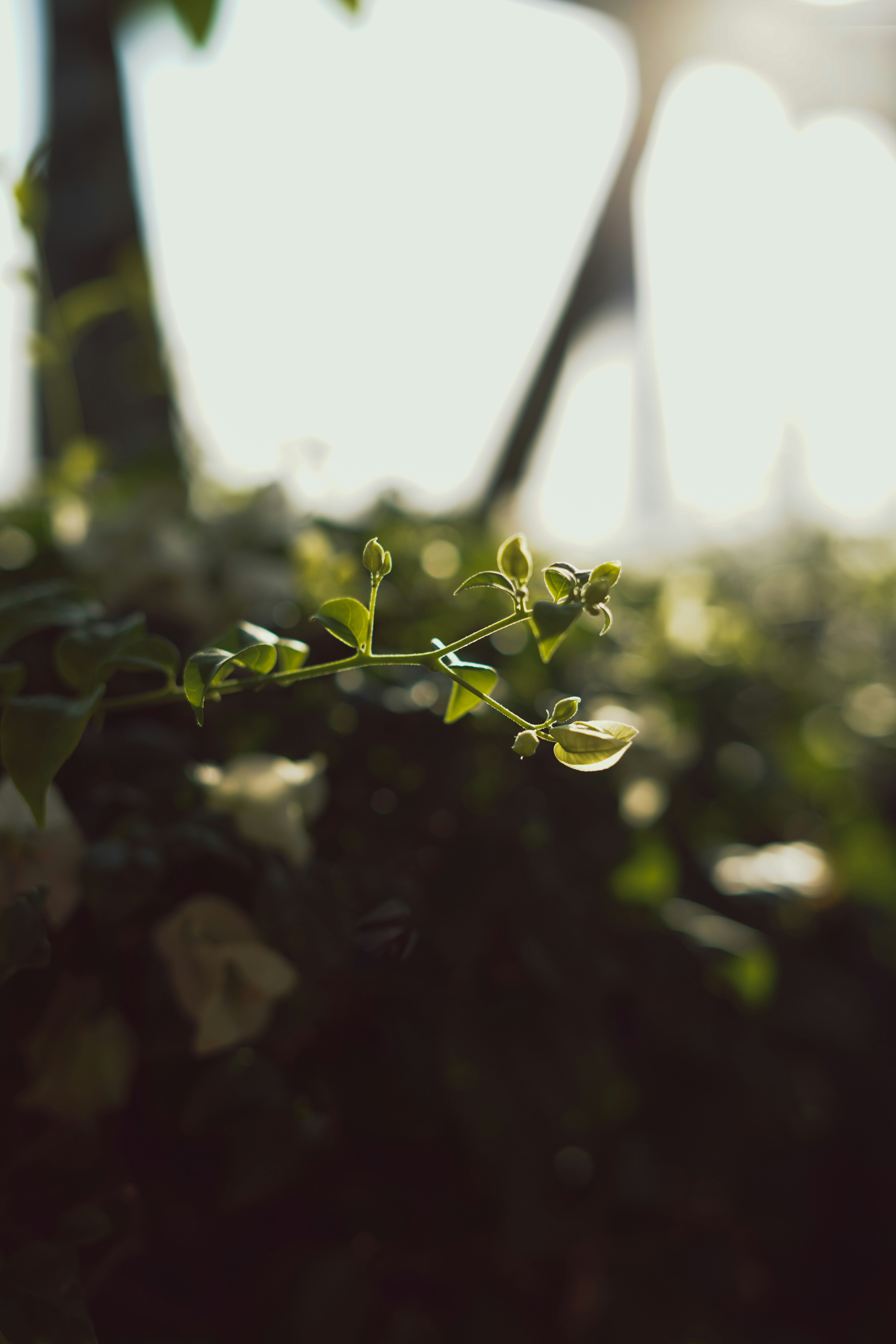 Tender Vine in Soft Backlight