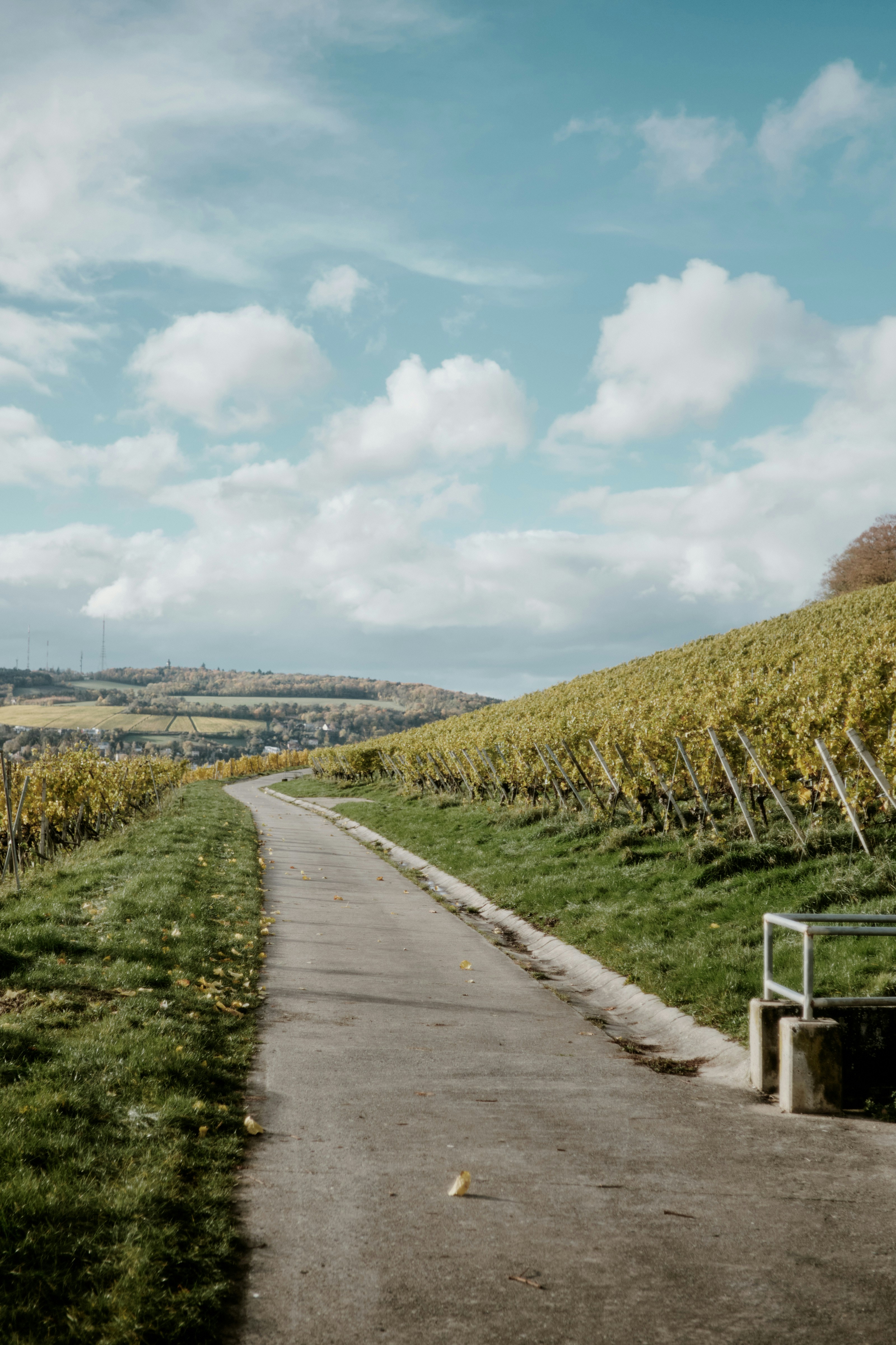 Path Through the Vineyard Ridge