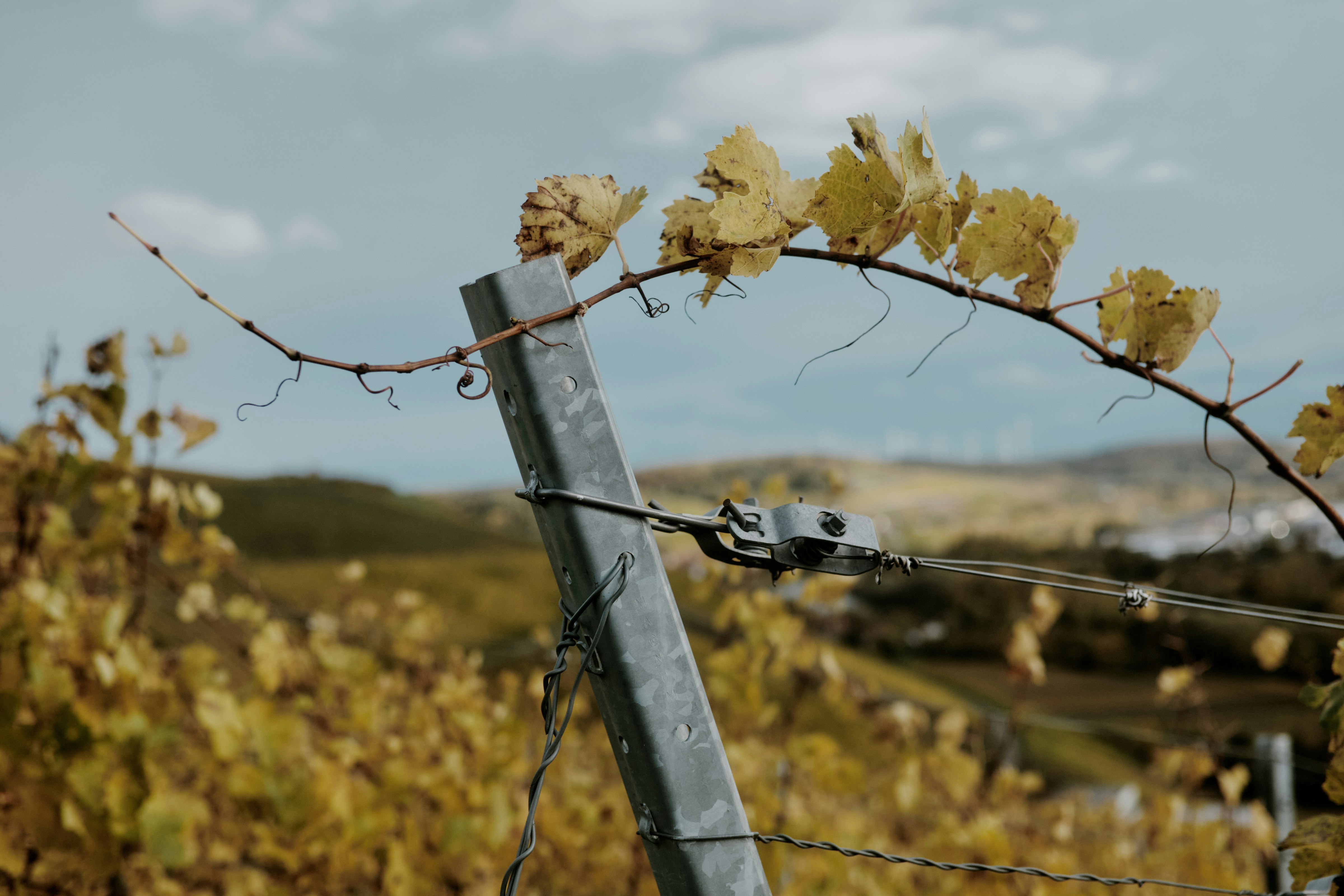 Tension in the Wire: Grape Vineyard Post