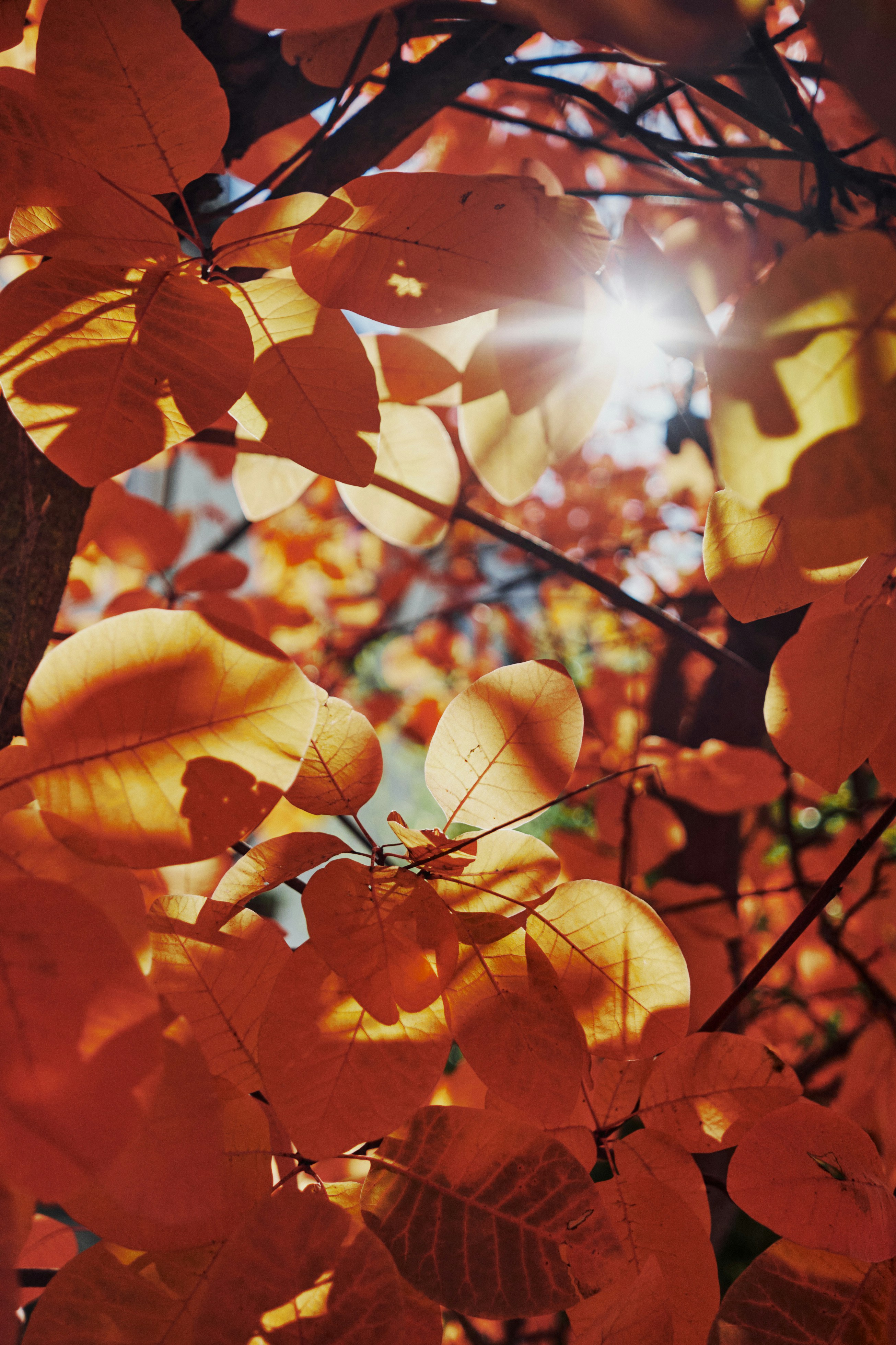 Sunlit Autumn Veil: Leaves in Fiery October Glow