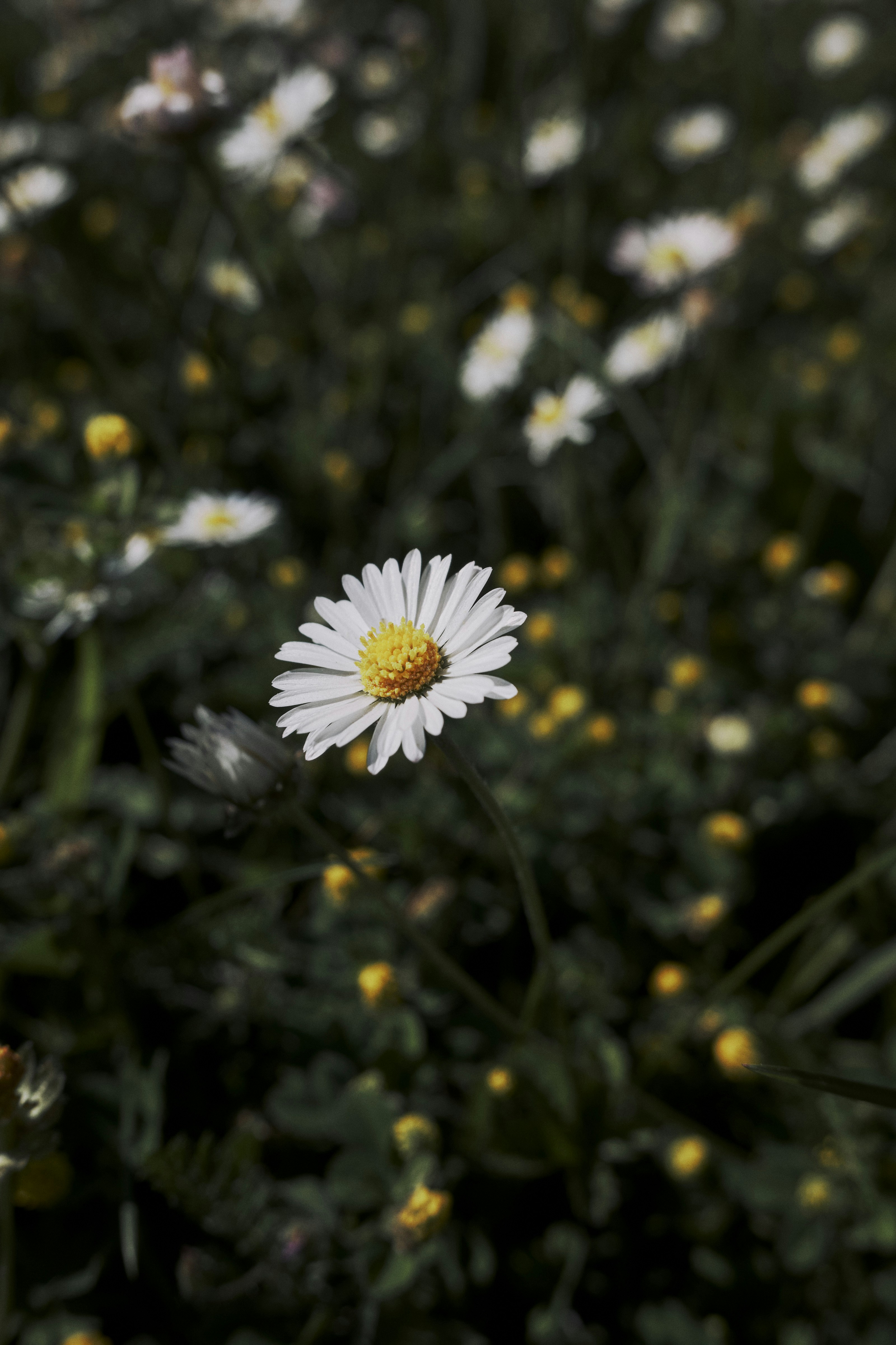 Daisy in Focus: A lone bloom amid a sea of quiet wildflowers