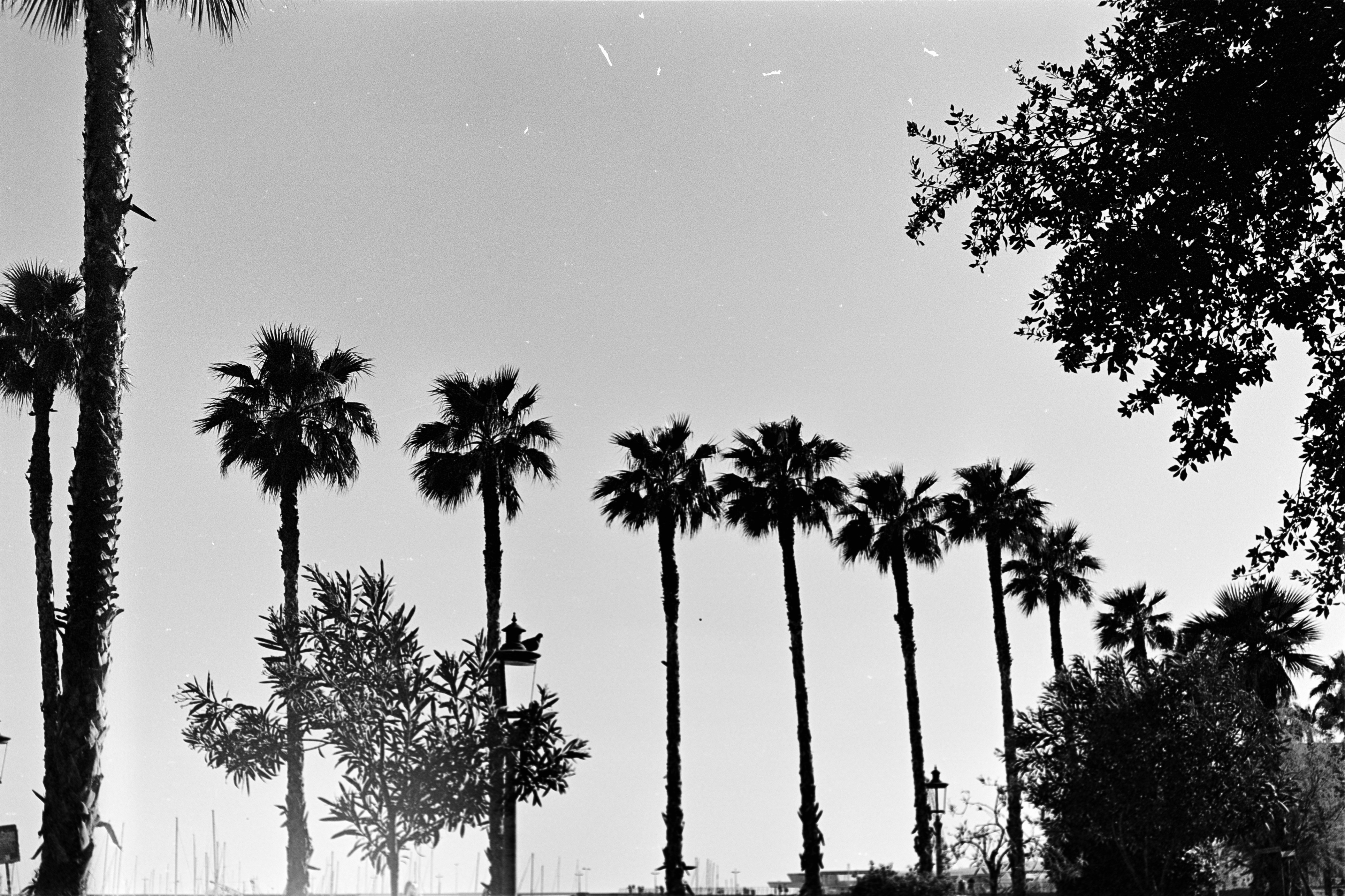 Line of Palm Shadows Under a Quiet Skies