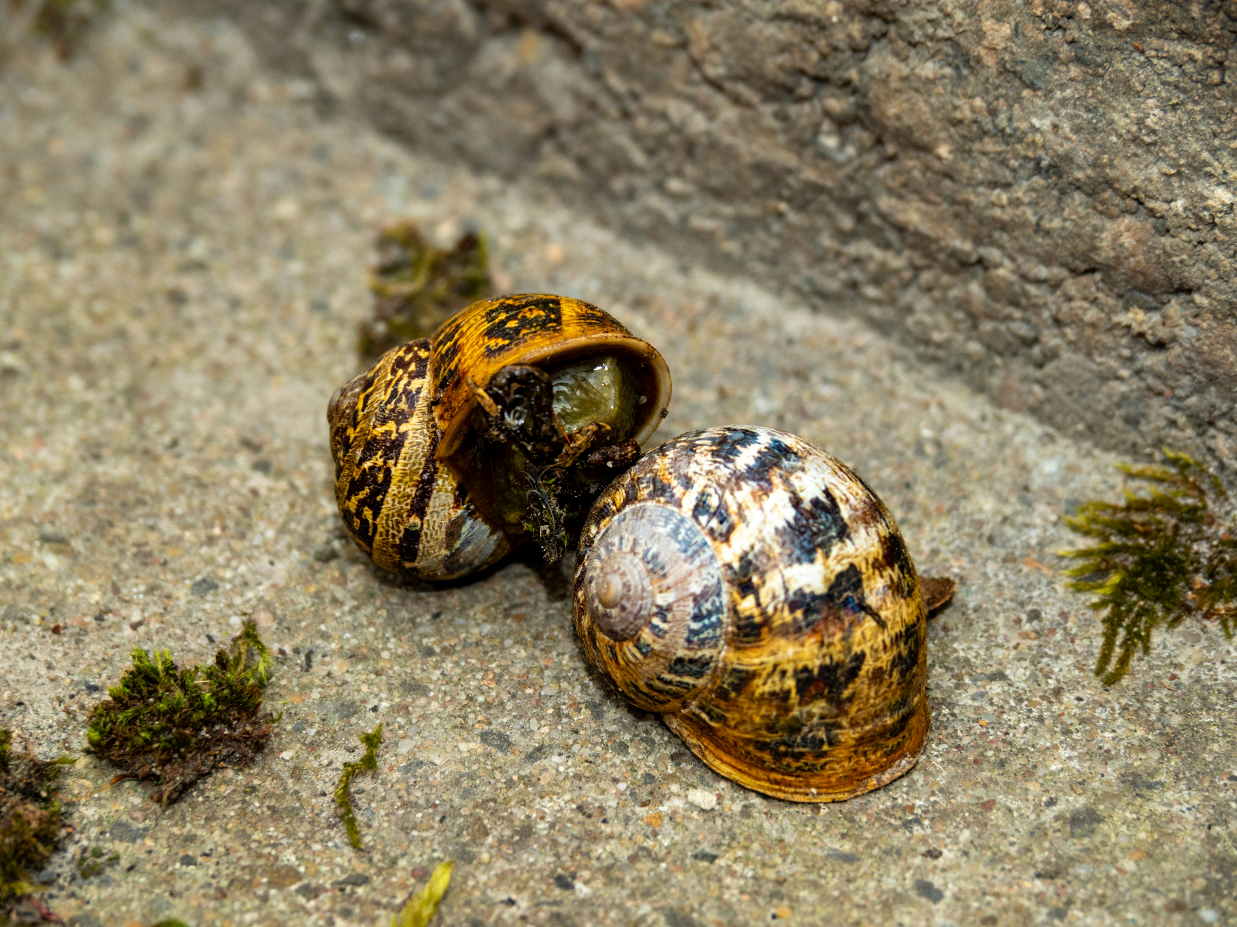 Two Oceanic Gold: Snail Partners on a Pebbled Stage
