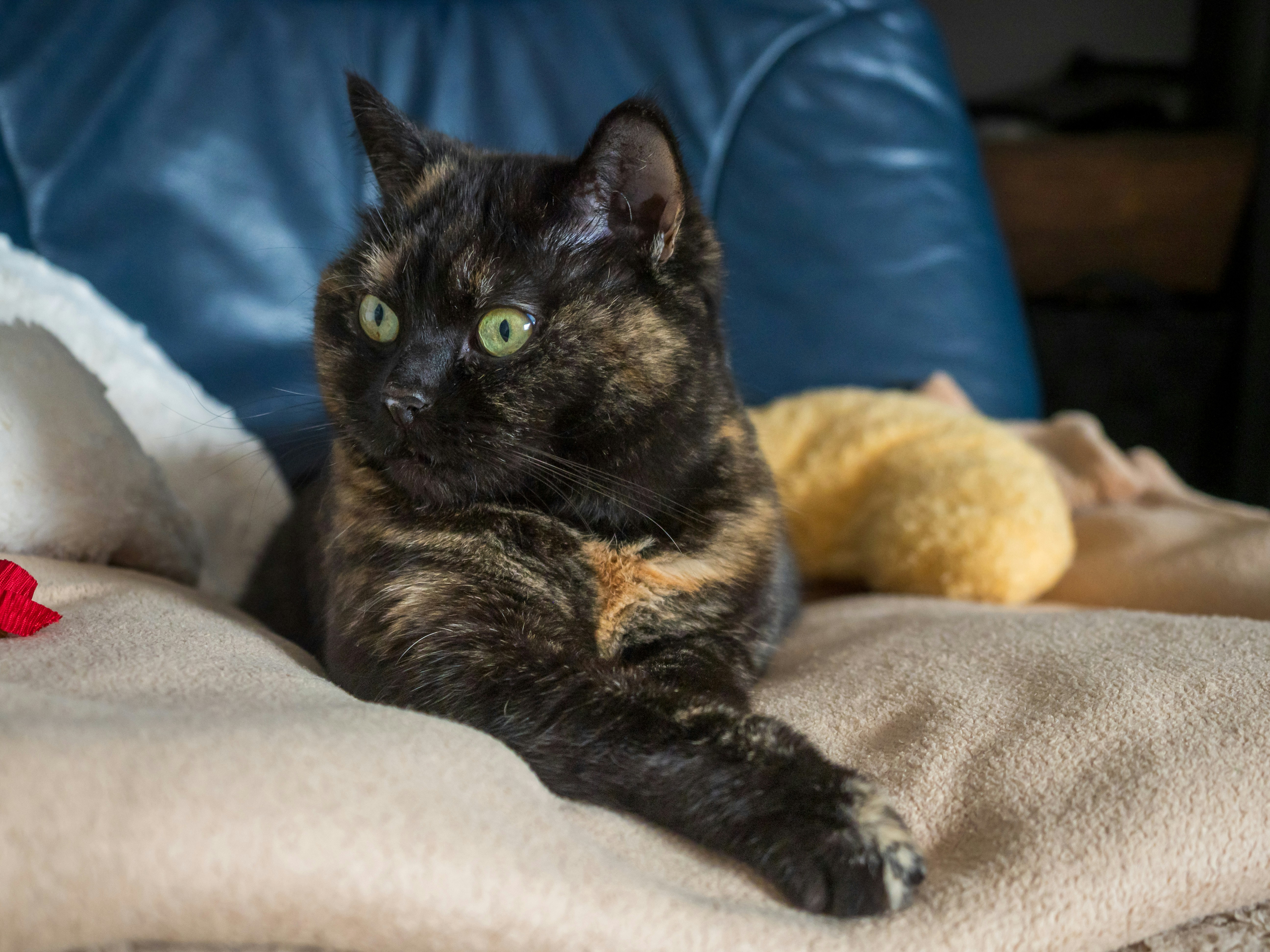 Emerald Gaze on a Cozy Recliner