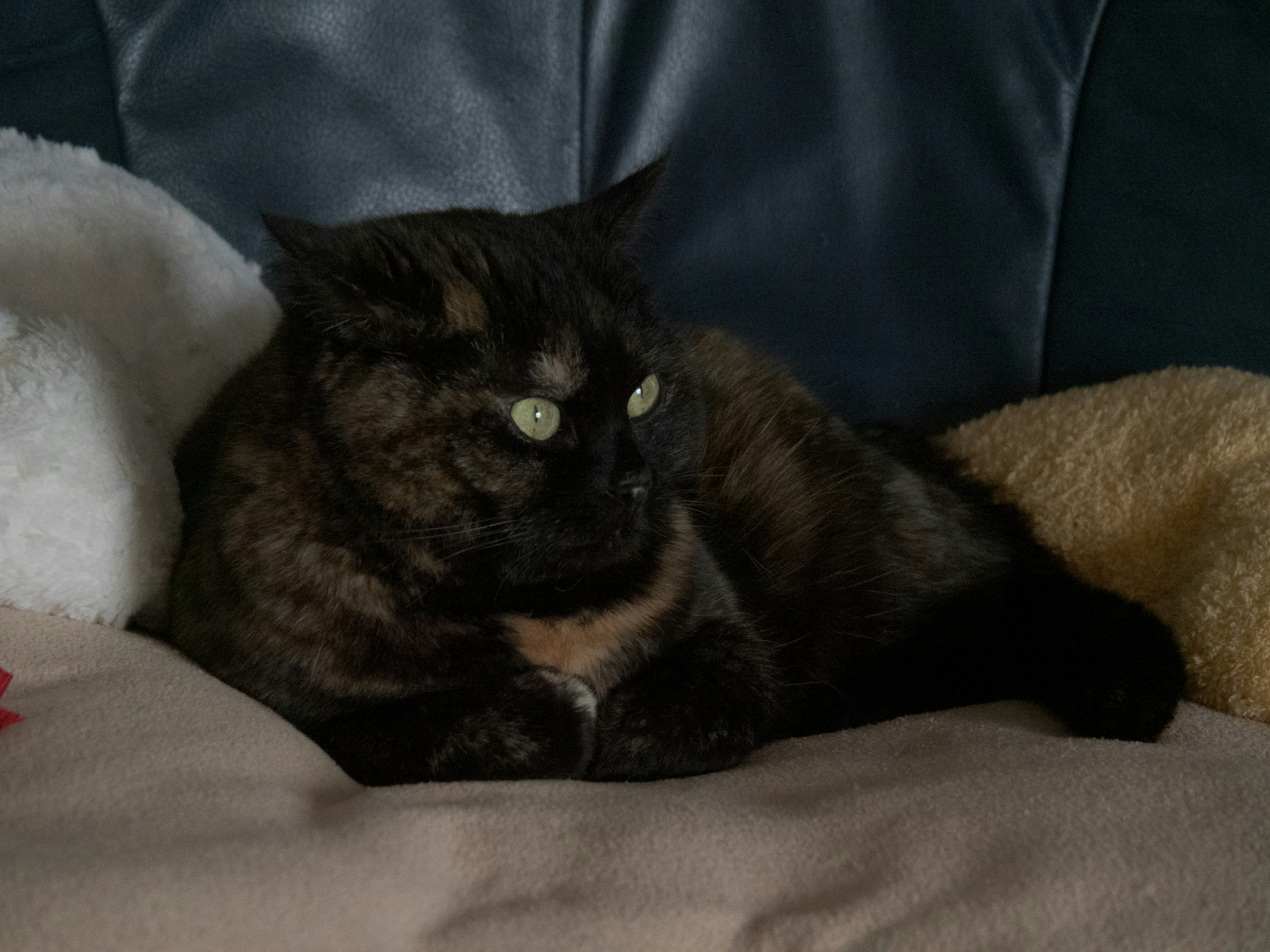 Midnight Lounge: A Tortie Cat Resting on Plush Beige Comfort